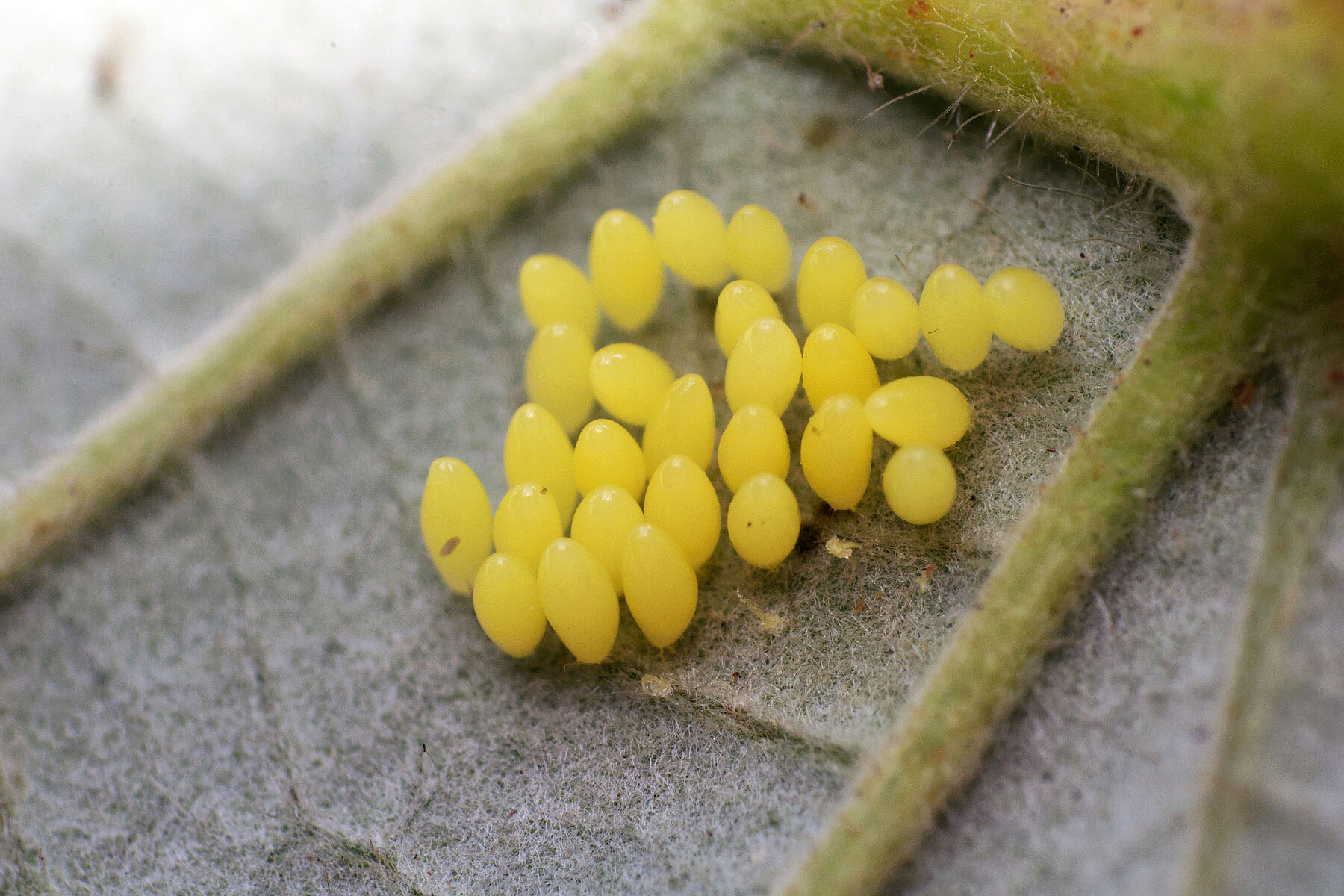 Adalia bipunctata - Predatory Beetle for Aphid Control