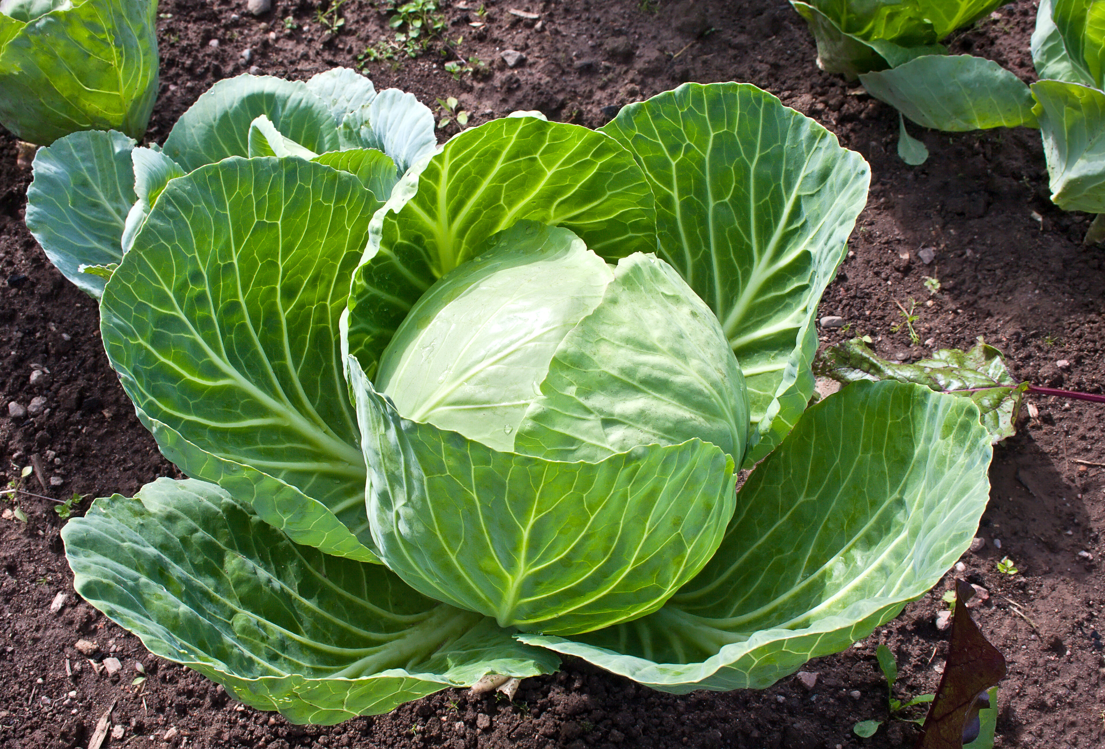 Cabbage | Koppert UK