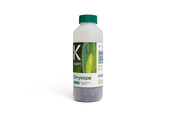 Mealybugs and scales - Biocontrol, Damage and Life Cycle