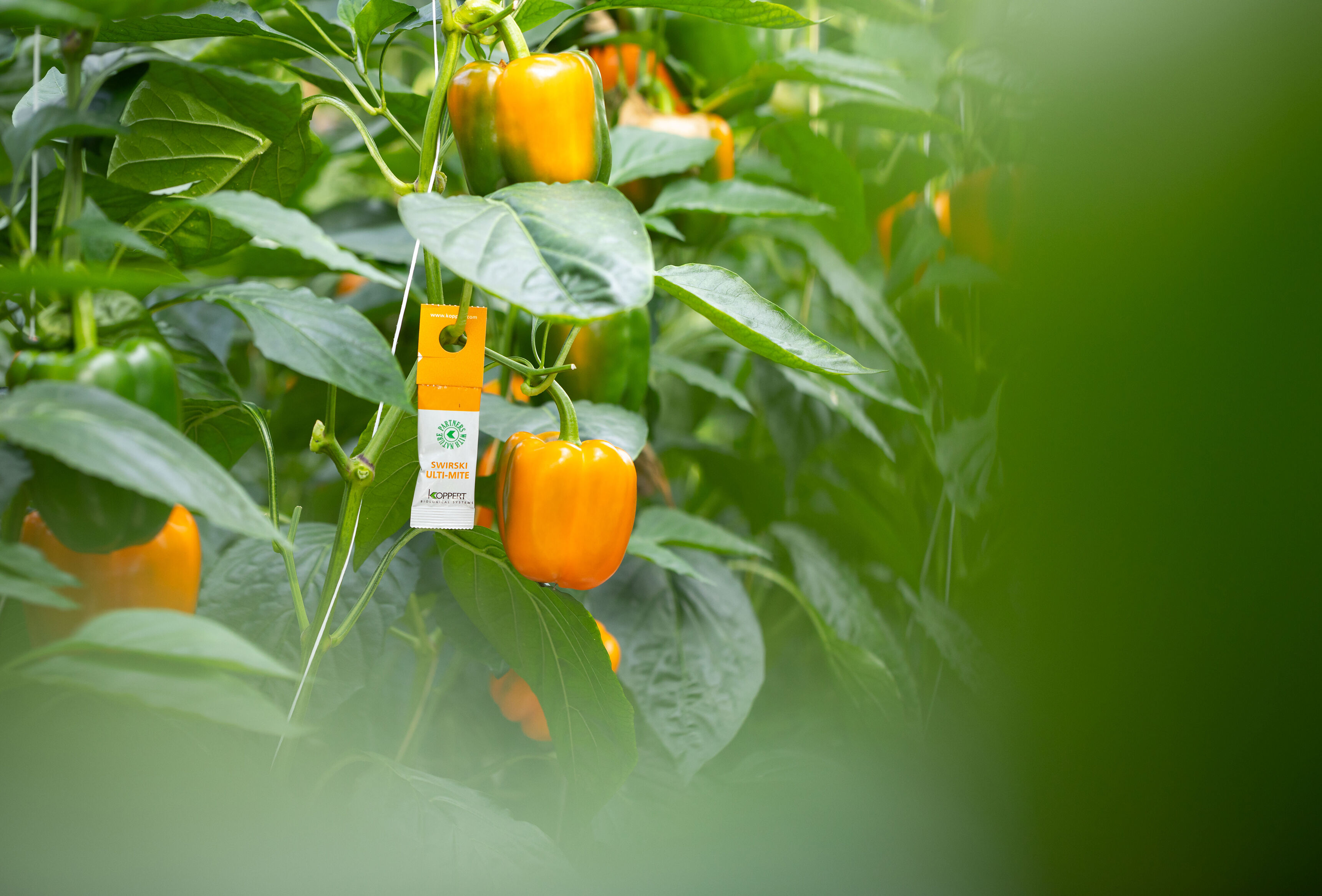 Precautionary measures for product allergies | Koppert UK