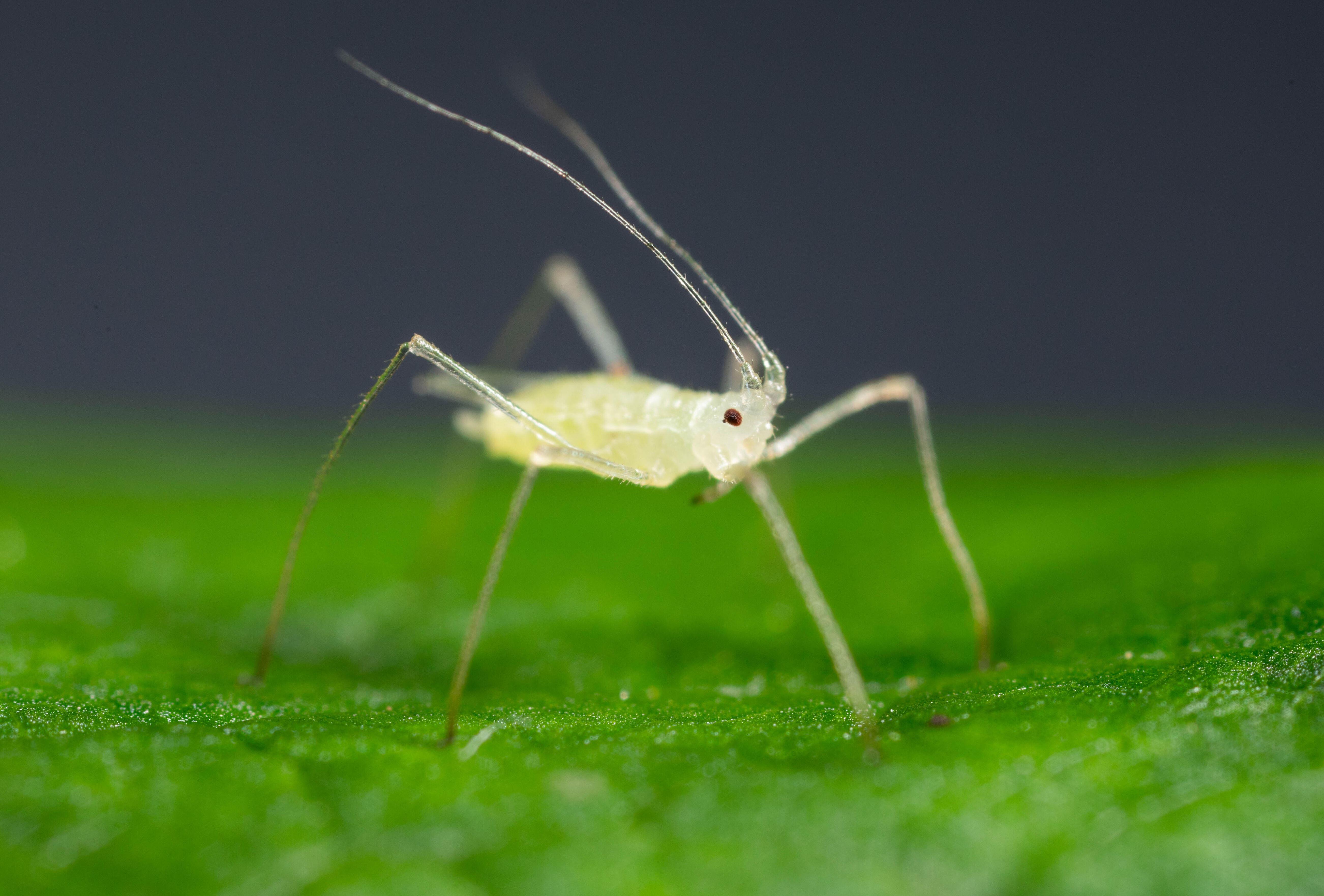 Large raspberry aphid - Biocontrol, Damage and Life Cycle