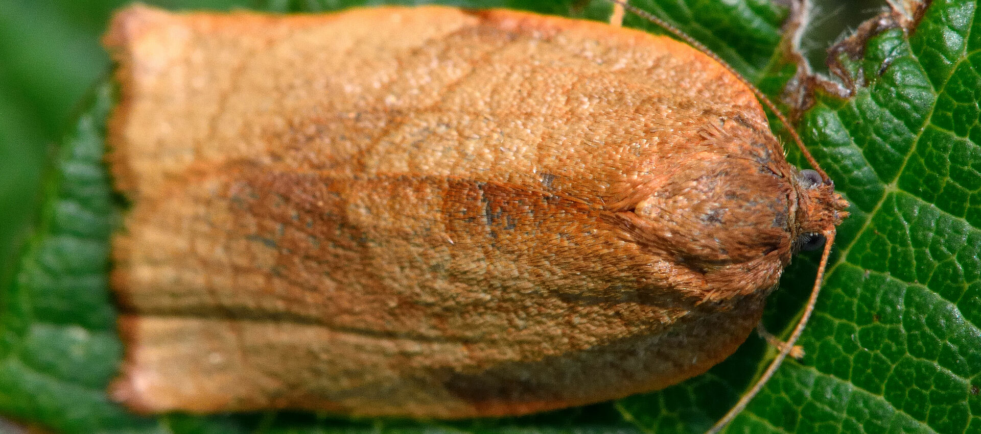 Carnation tortrix - Biocontrol, Damage and Life Cycle