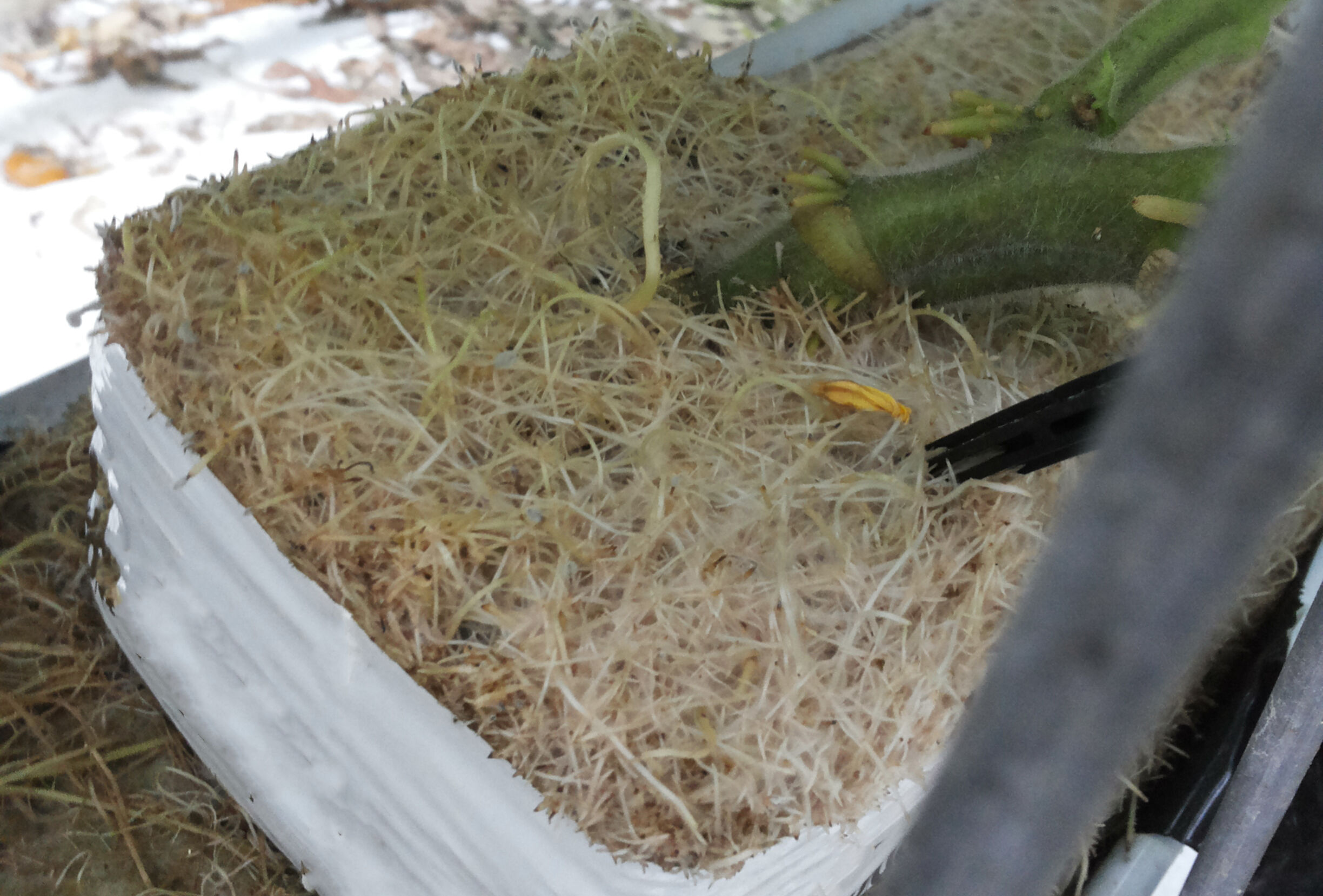 Crazy roots, hairy roots, crown gall - Prevention, Control and Damage