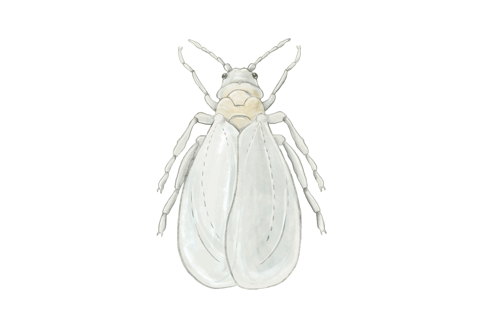 Whitefly - Biocontrol, Damage and Life Cycle