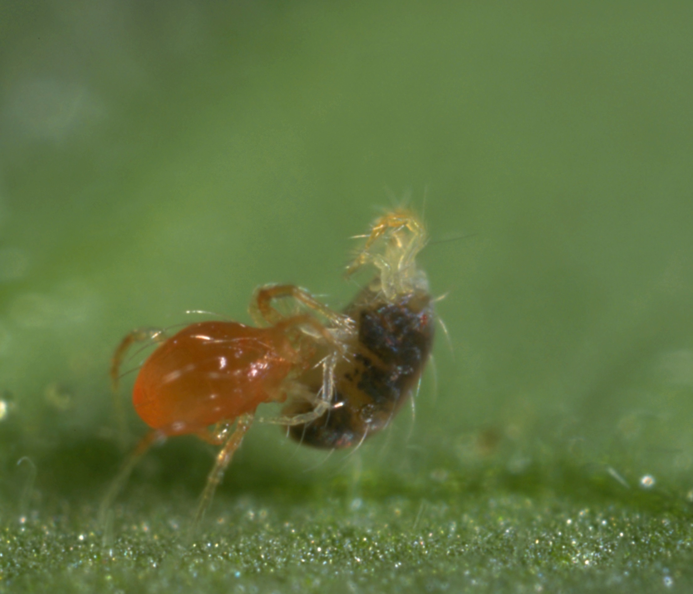 Control spidermite with Phytoseiulus in soft fruit | Koppert UK