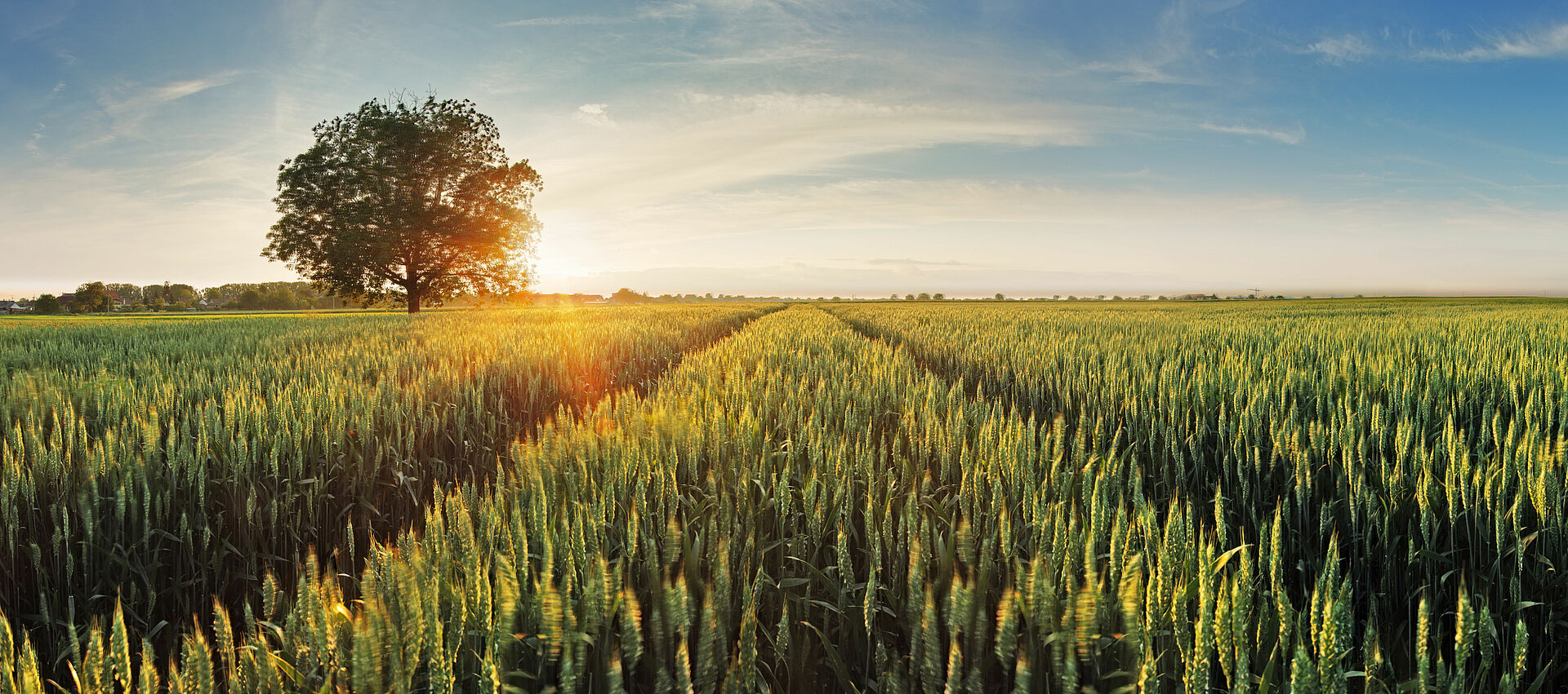 Biological seed treatment | Koppert UK