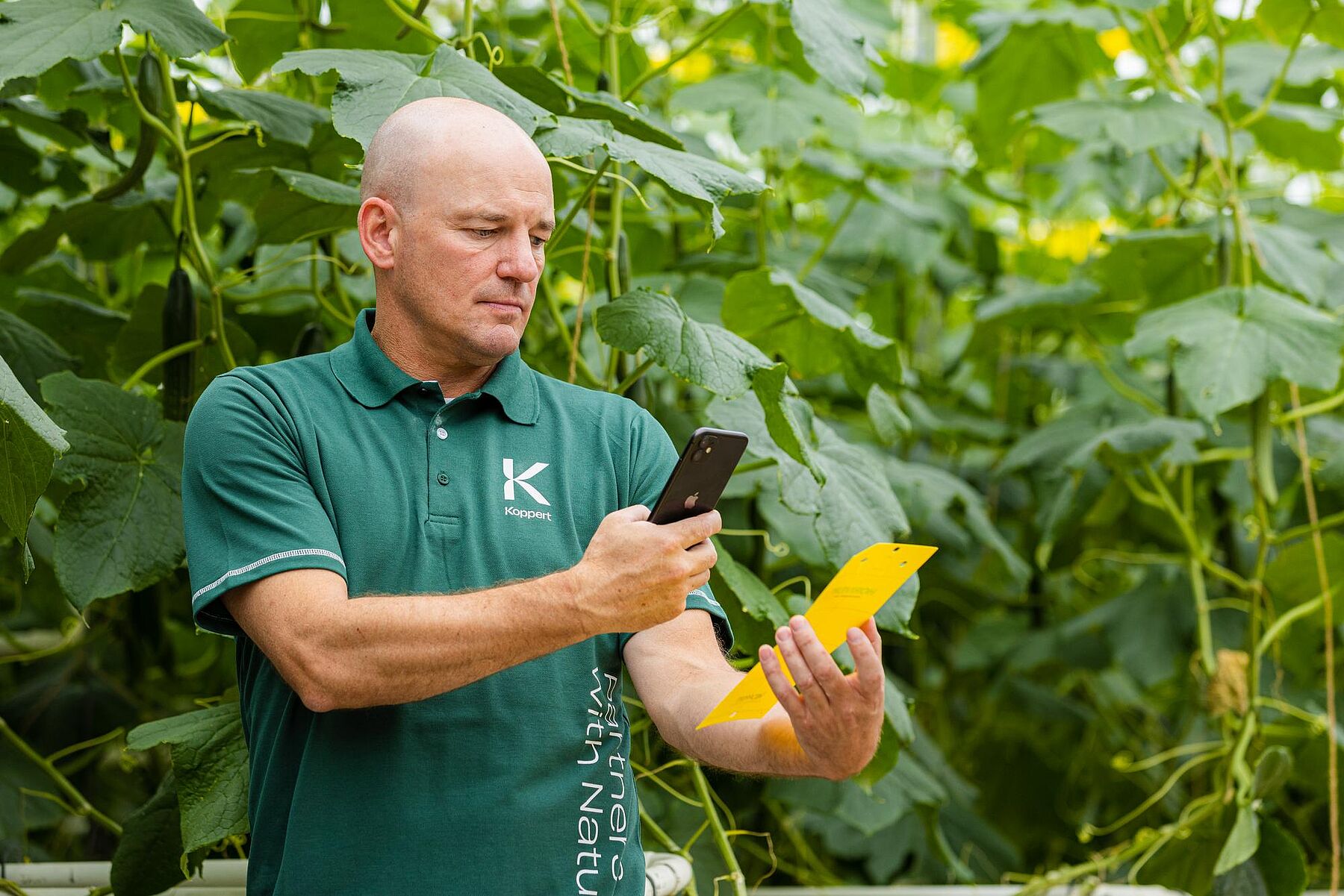 Integrated Pest Management - All about IPM