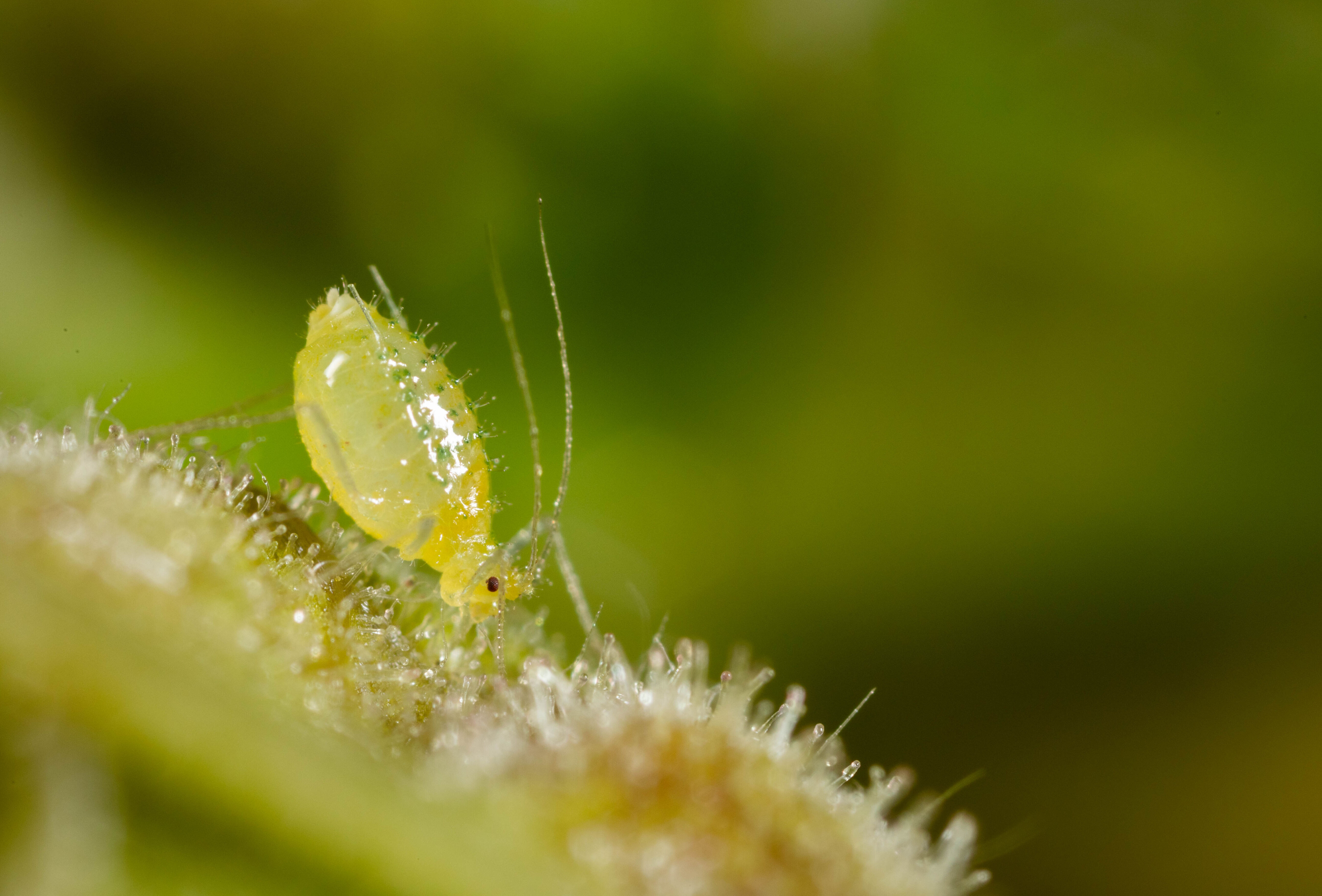 Blackcurrant aphid - Biocontrol, Damage and Life Cycle