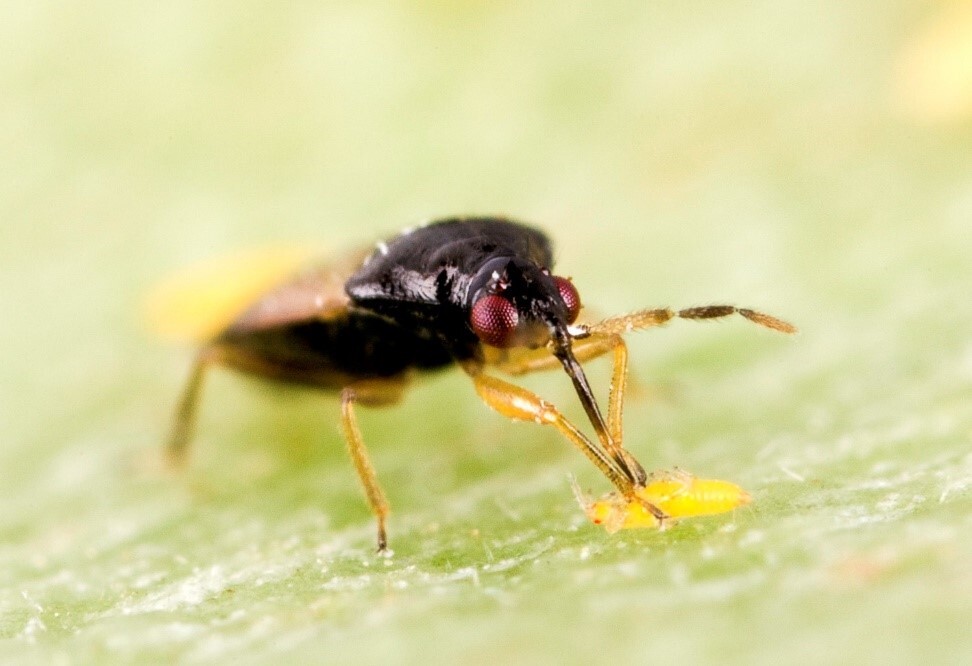 Thrip control in Strawberry with Orius laevagatus | Koppert UK