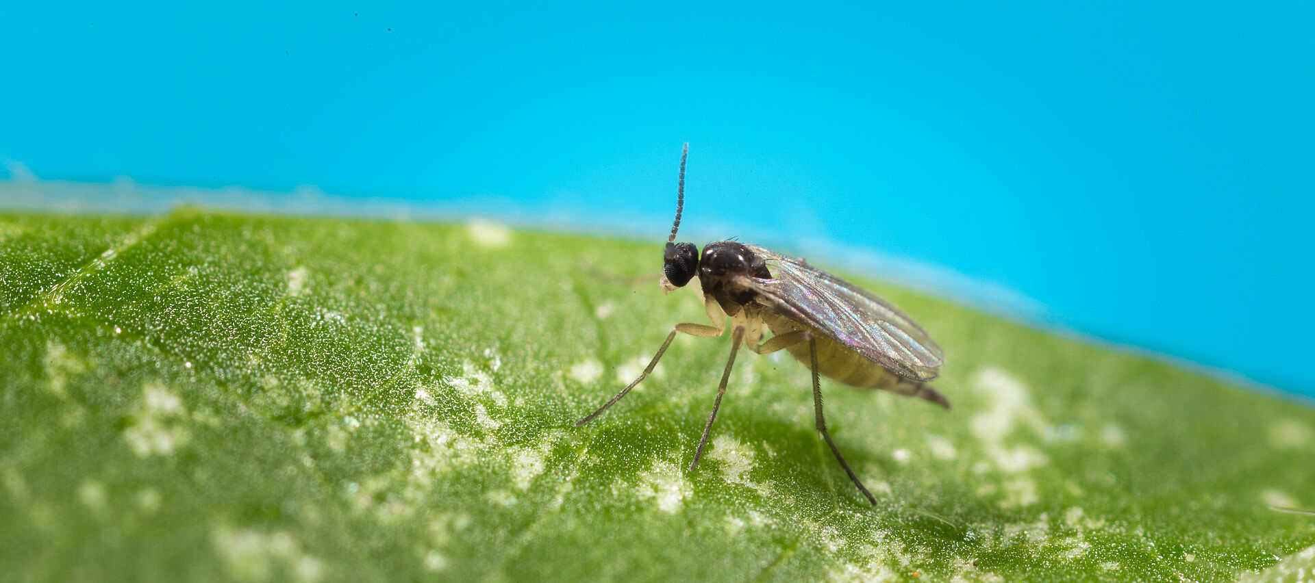 Flies - Biocontrol, Damage and Life Cycle