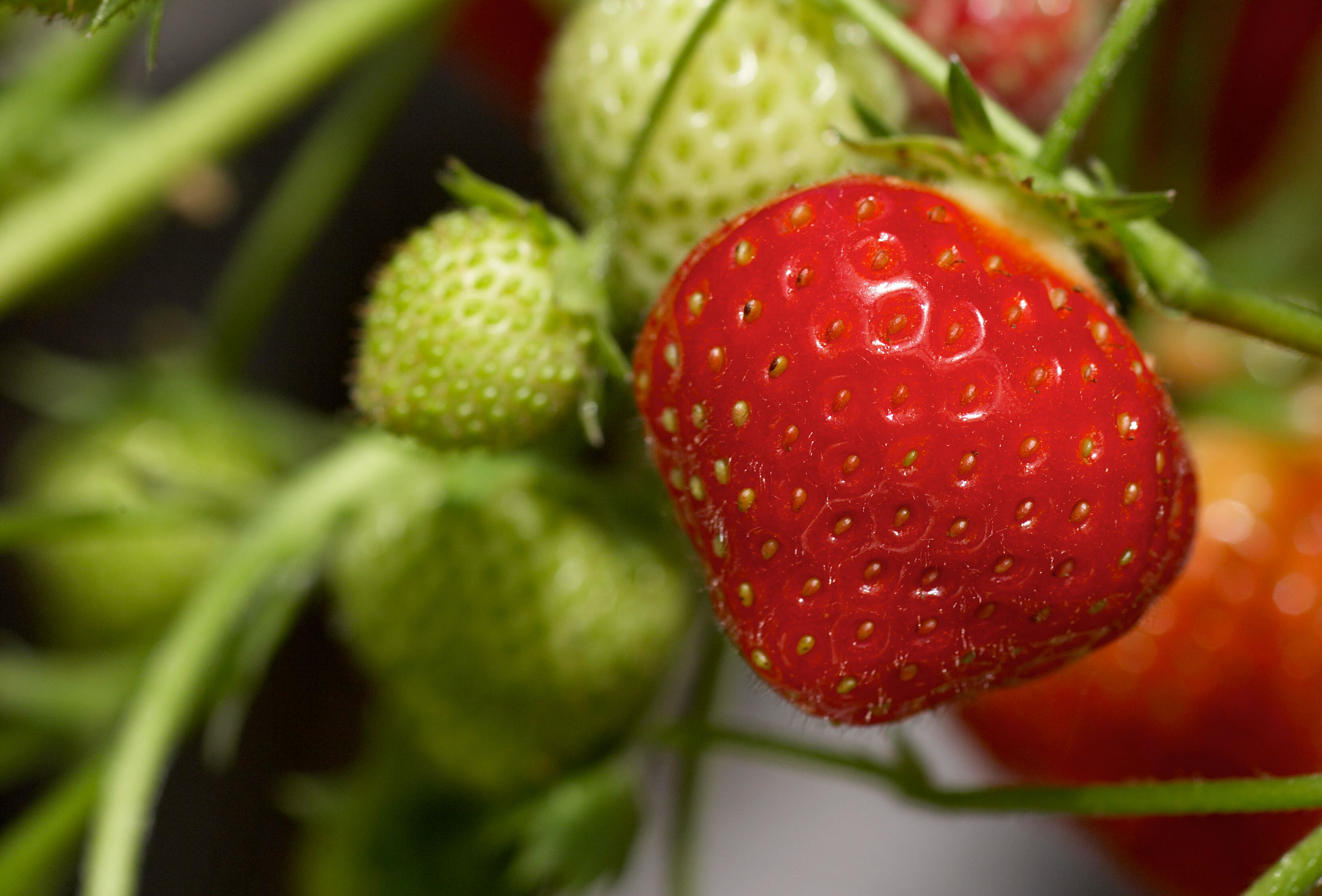 Thrip control in Strawberry with Orius laevagatus | Koppert UK