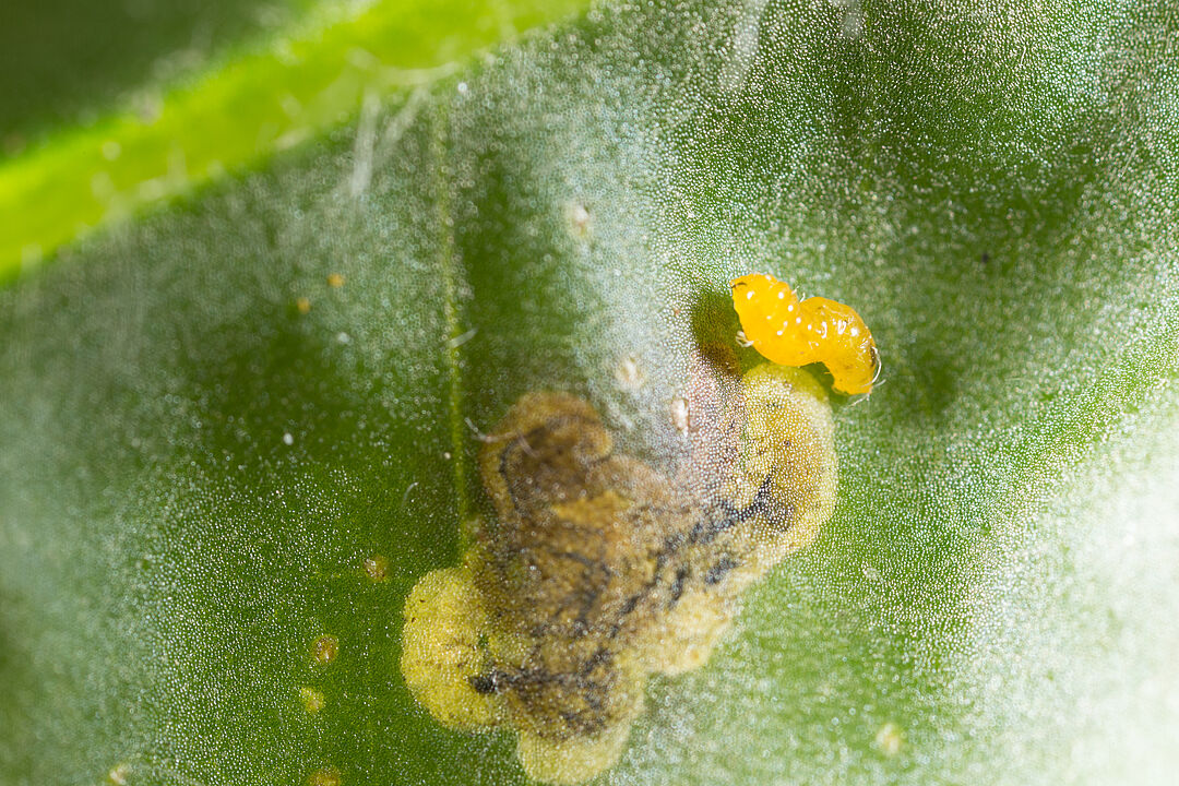 leaf miner control uk