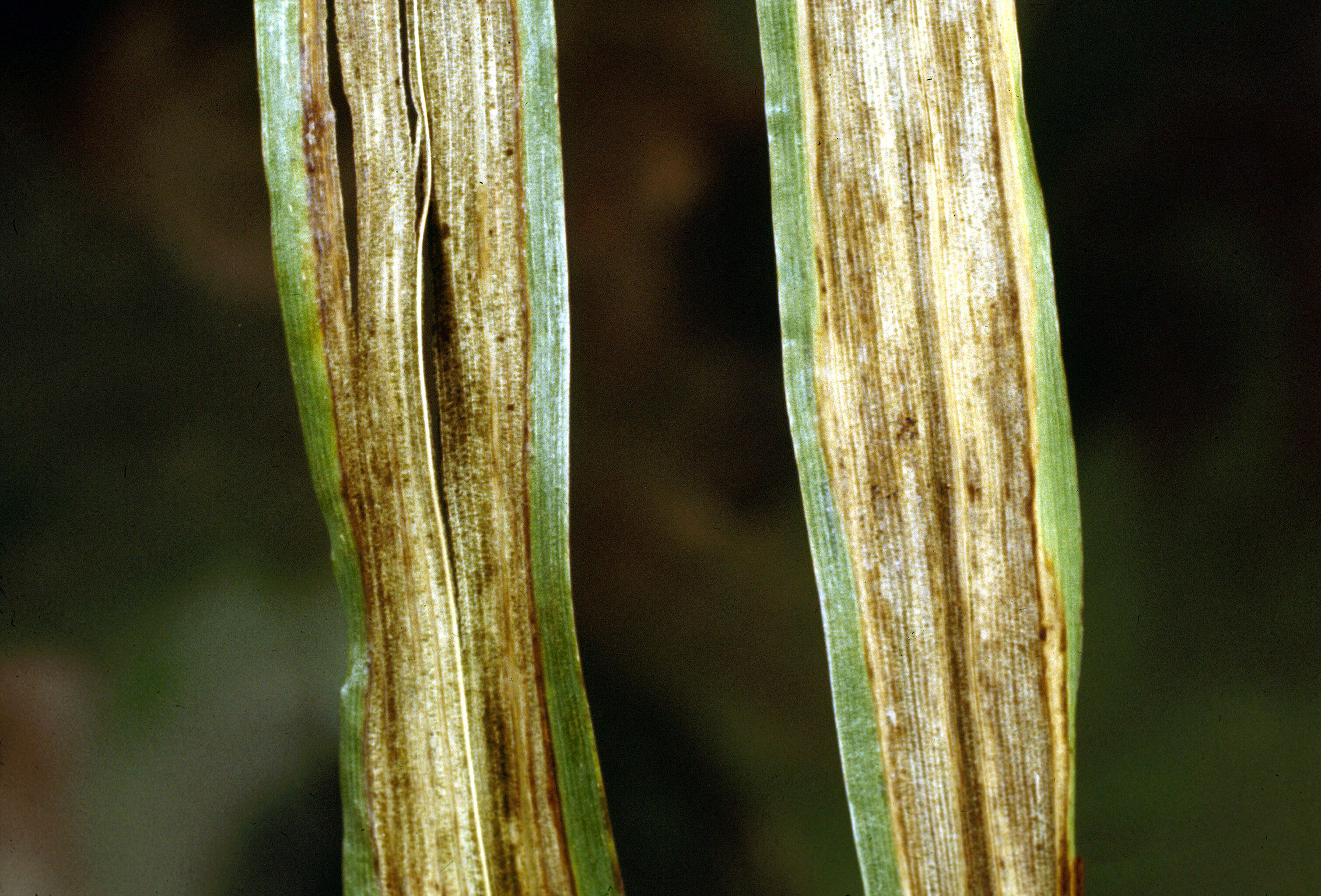 Leaf stripe - Prevention, Control and Damage