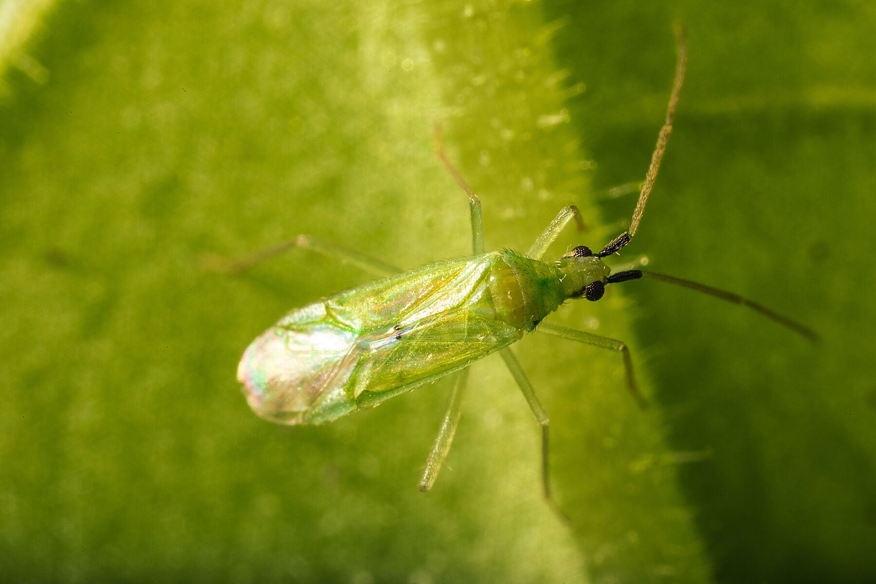 Macrolophus pygmaeus - Predatory Bug for Pest Control