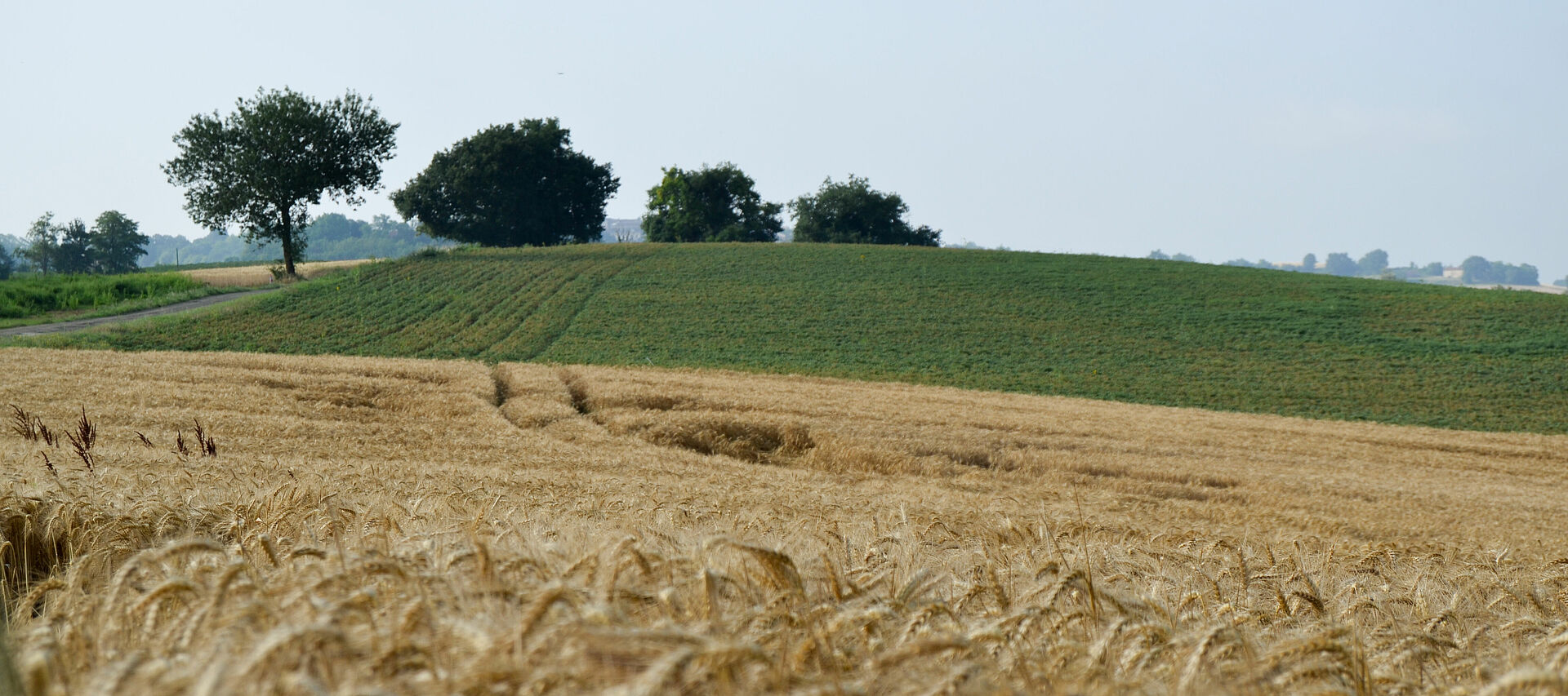 Cerall, a powerful seed treatment solution against seed-borne diseases ...