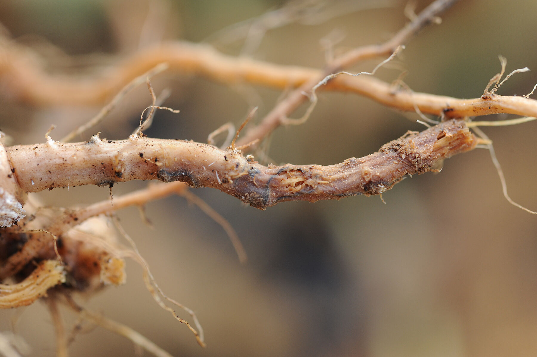 Black root rot of cucurbits - Prevention, Control and Damage