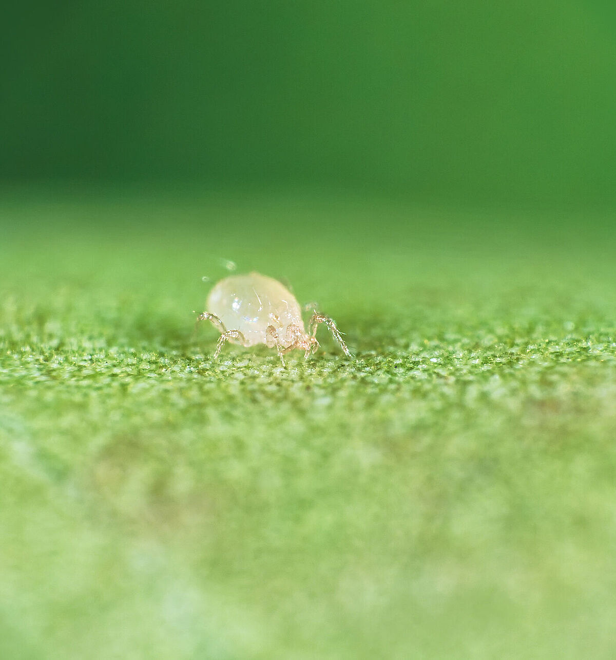 Anso-Mite Plus | Thrips Control | Predatory Mites (Amblyseius andersoni)