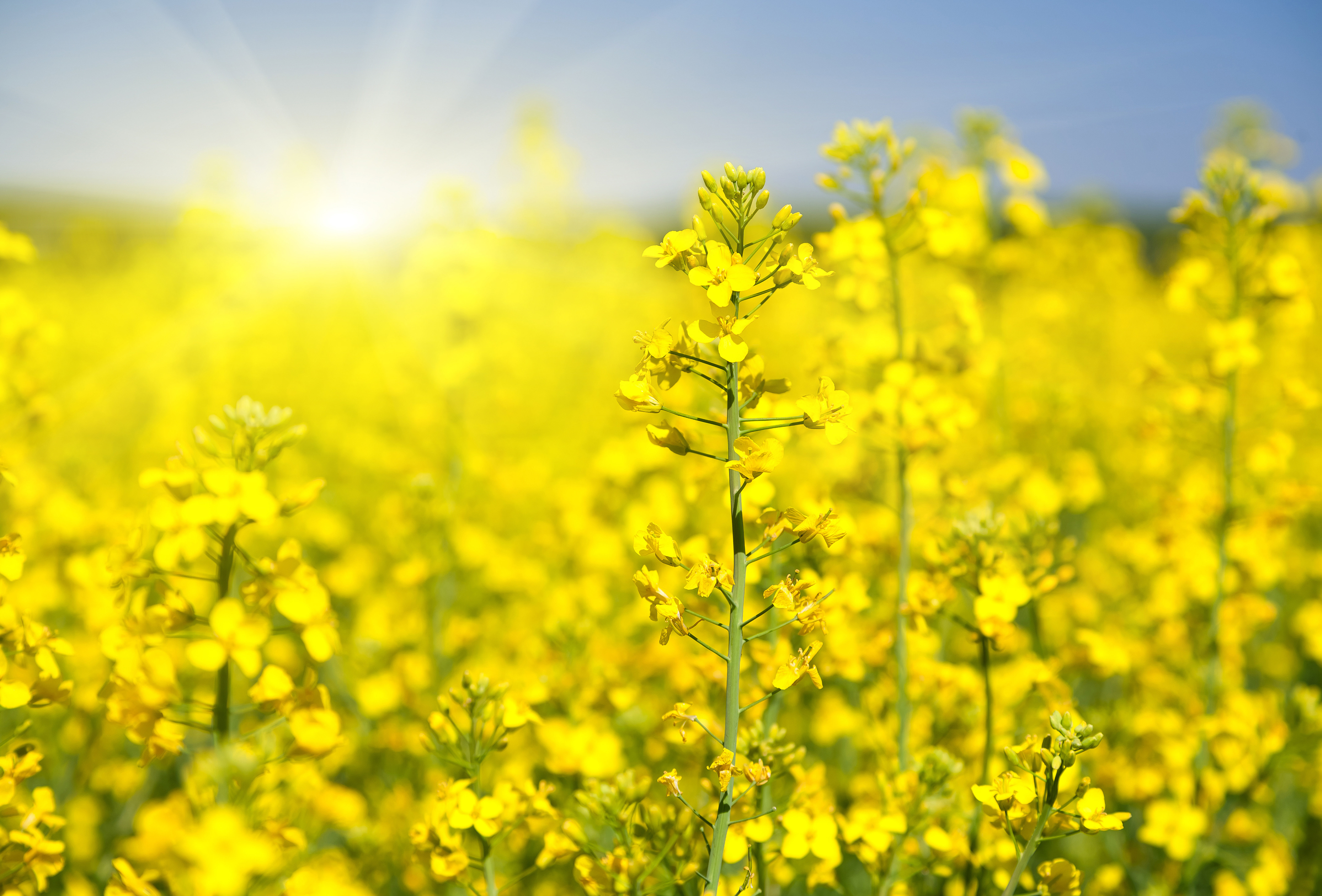 Rapeseed | Koppert UK