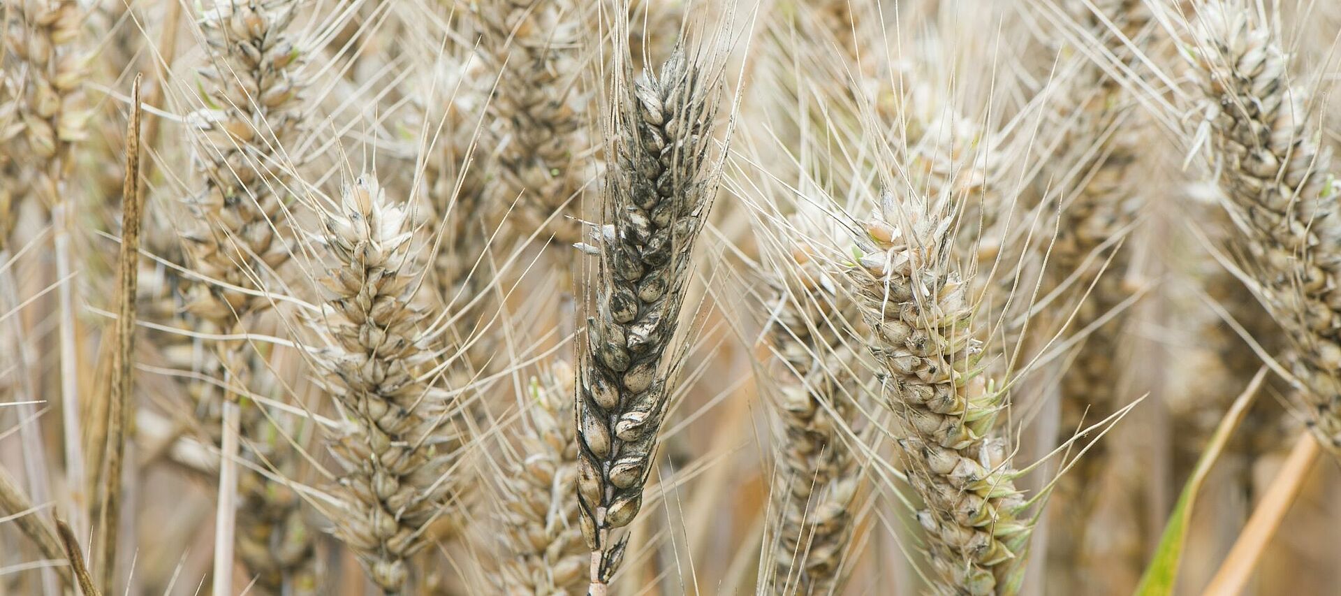 Cerall, a powerful seed treatment solution against seed-borne diseases ...