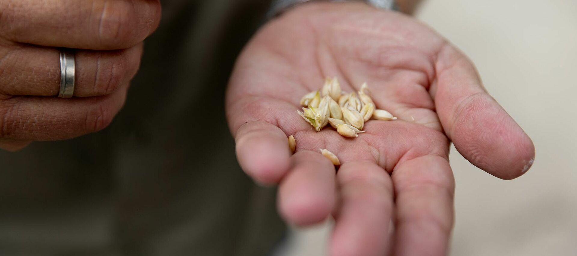 Cerall, a powerful seed treatment solution against seed-borne diseases ...