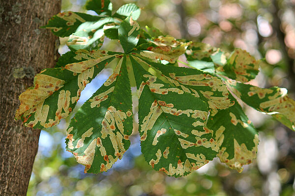 horse chestnut leaf
