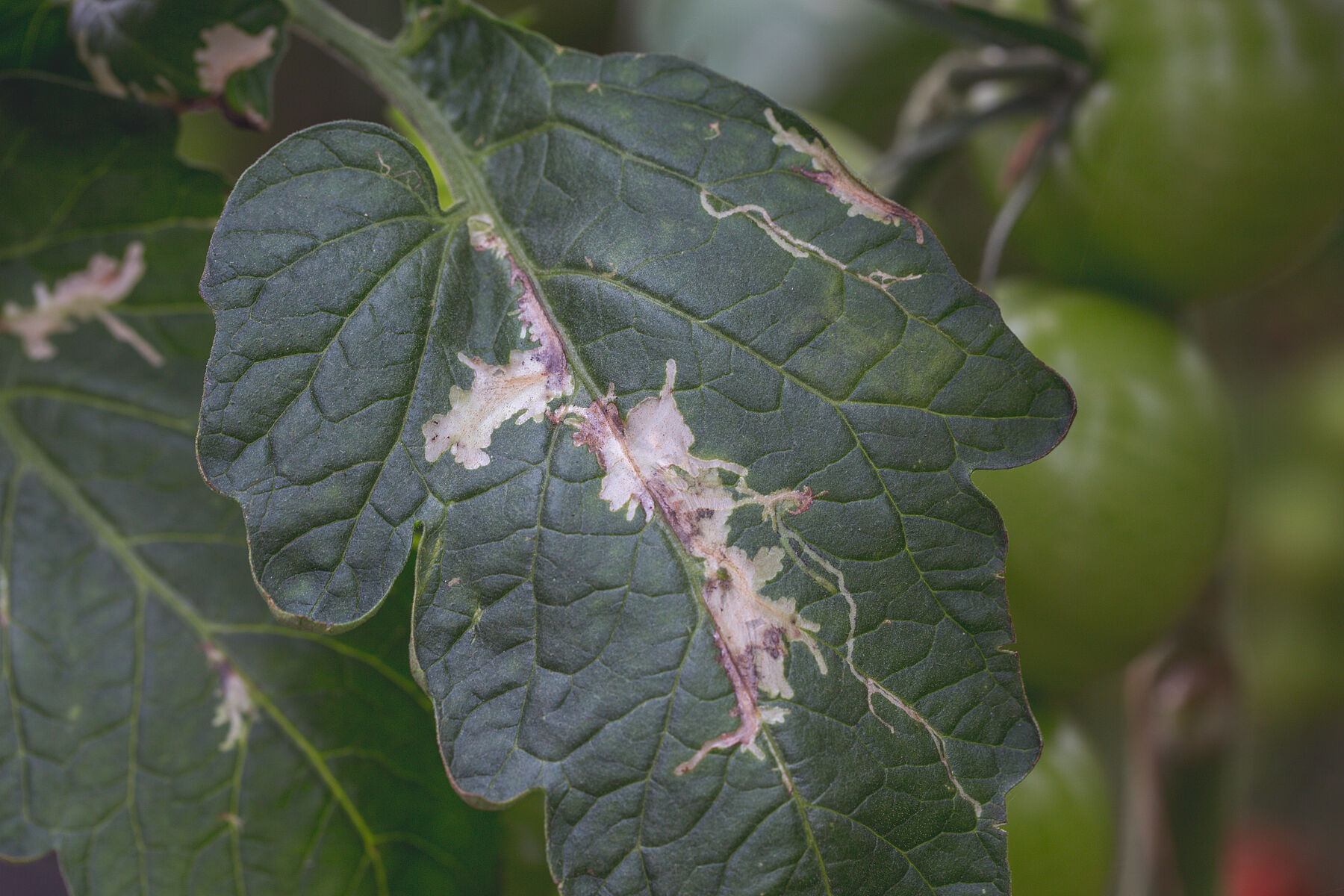 Tomato leafminer - Biocontrol, Damage and Life Cycle