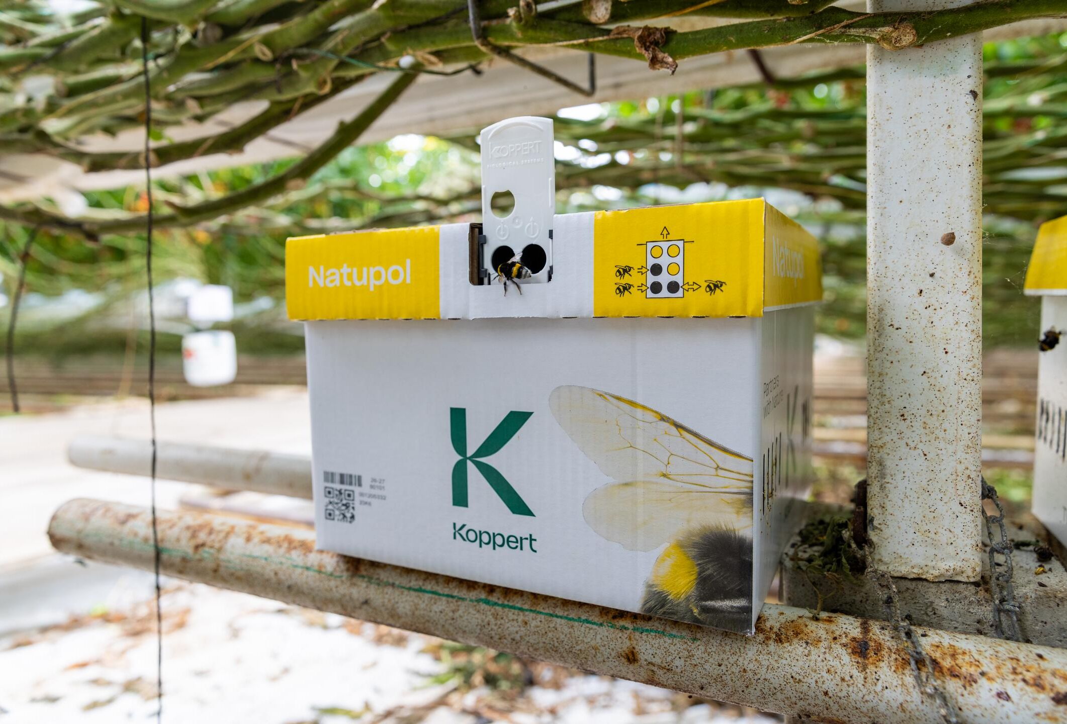 How to Protect Bumblebees in Cold - Pollination Best Practices