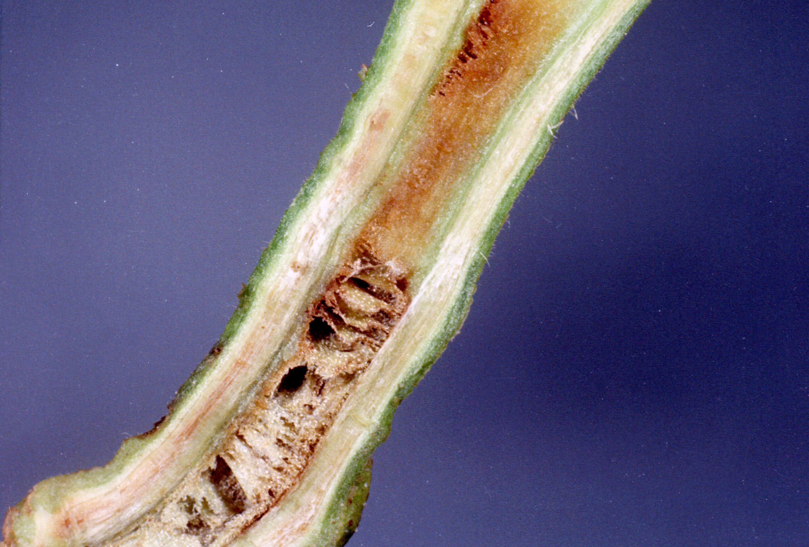 Bacterial wilt, brown rot - Prevention, Control and Damage