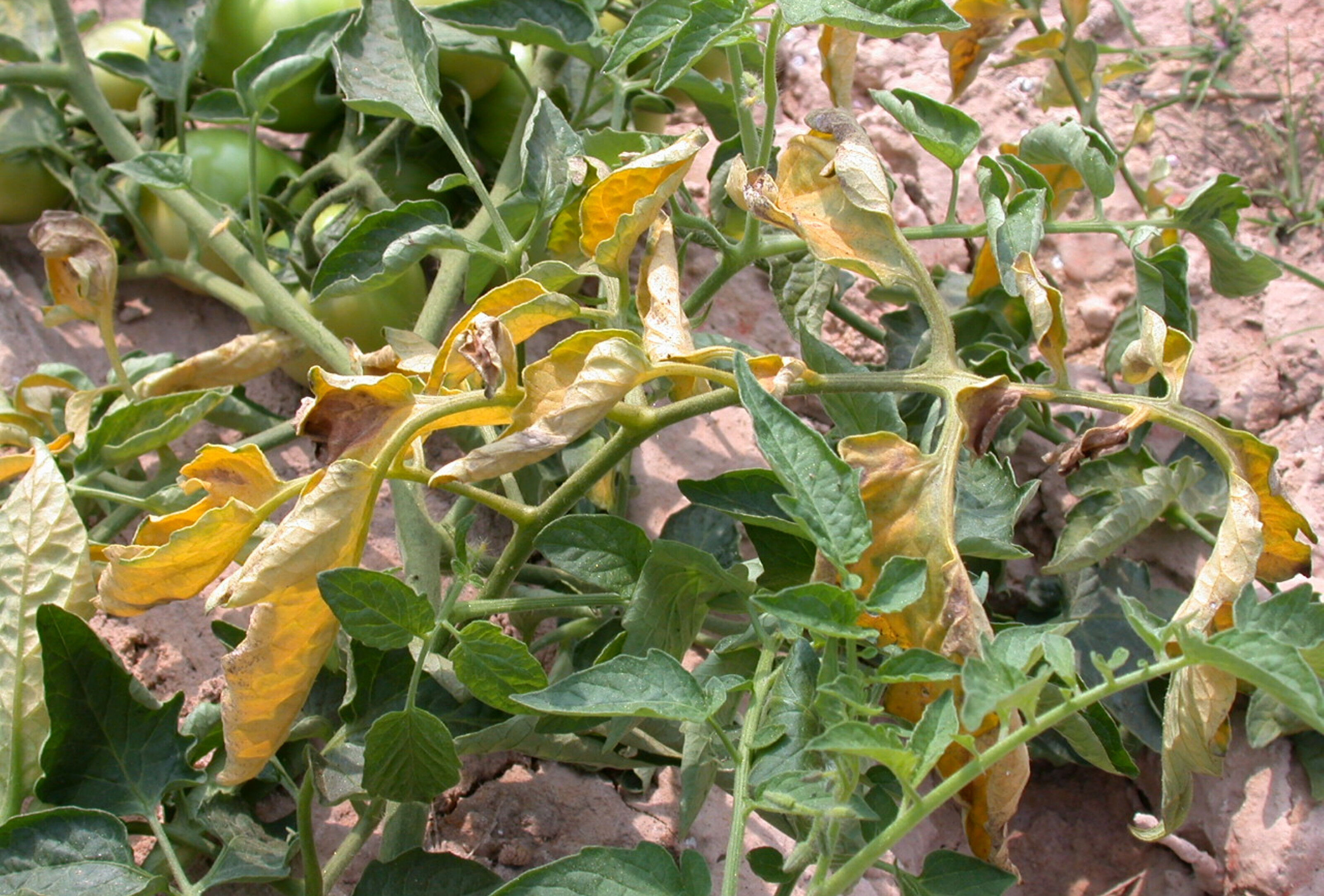Fusarium wilt - Prevention, Control and Damage