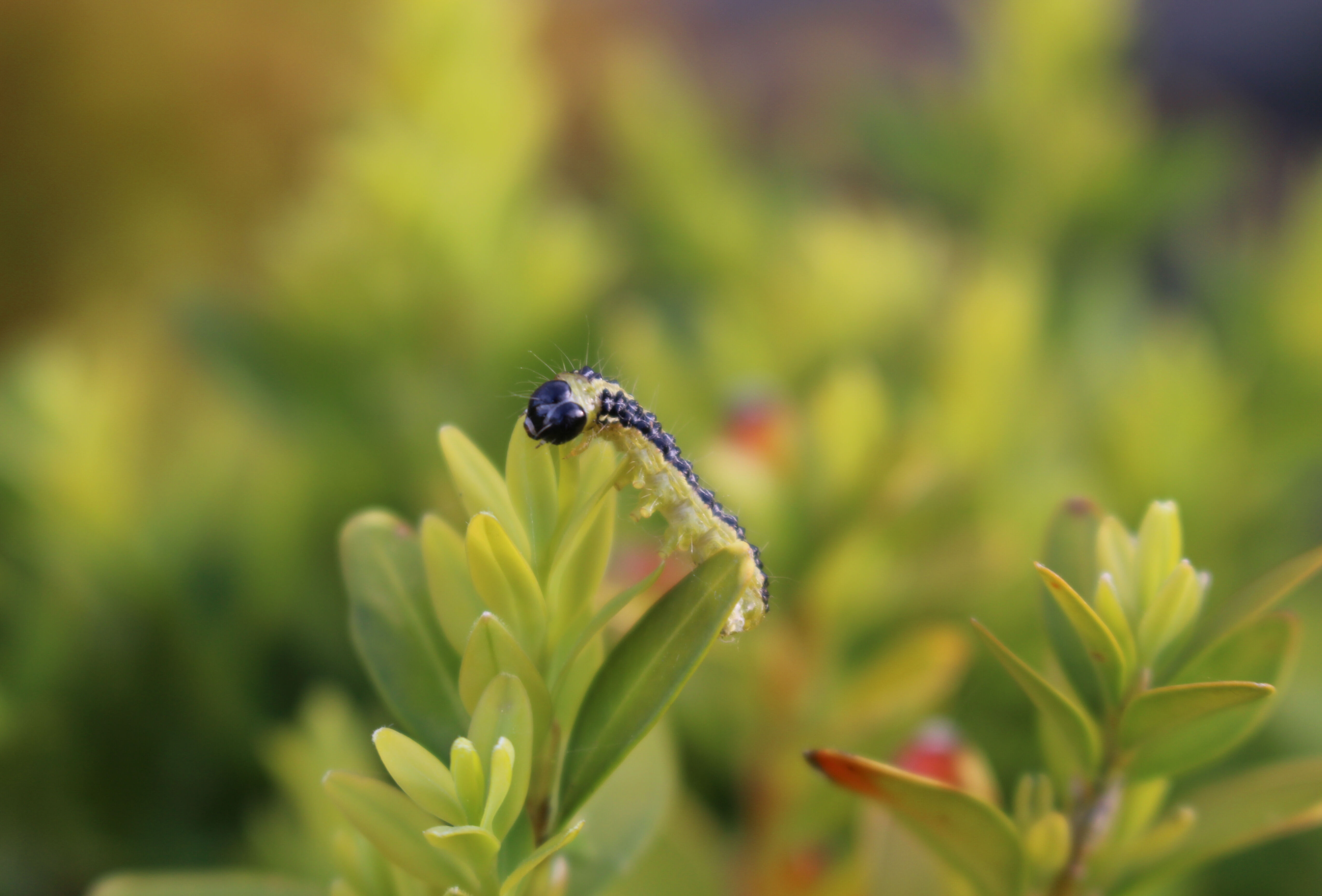 Box tree moth - Biocontrol, Damage and Life Cycle