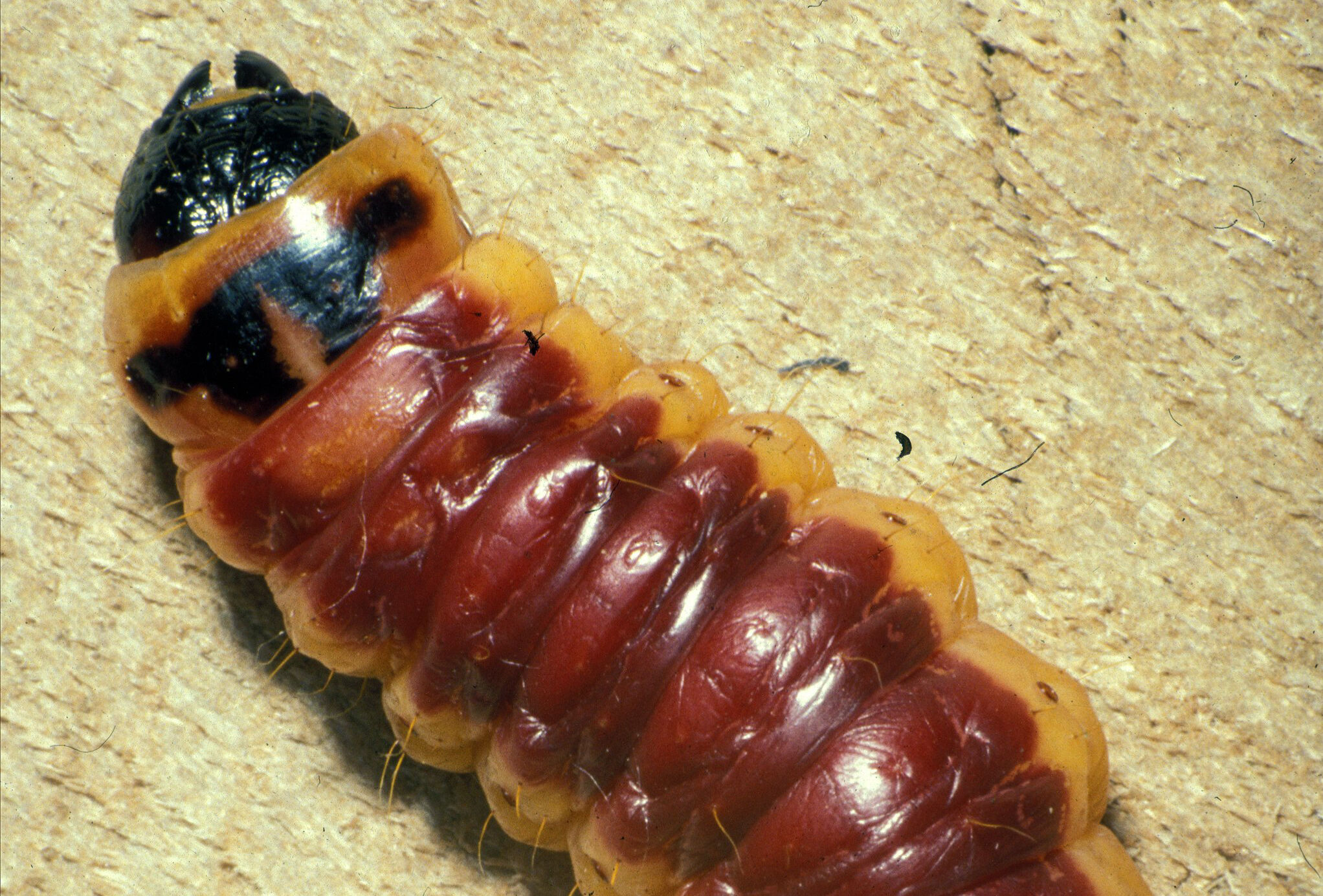 Goat moth - Biocontrol, Damage and Life Cycle