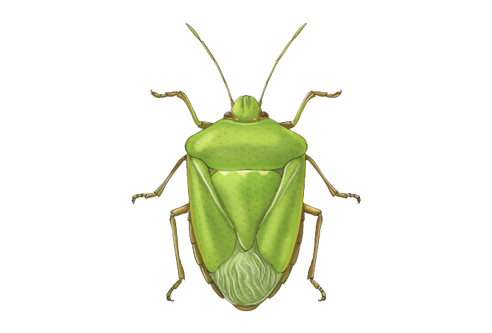 Bugs - Biocontrol, Damage and Life Cycle