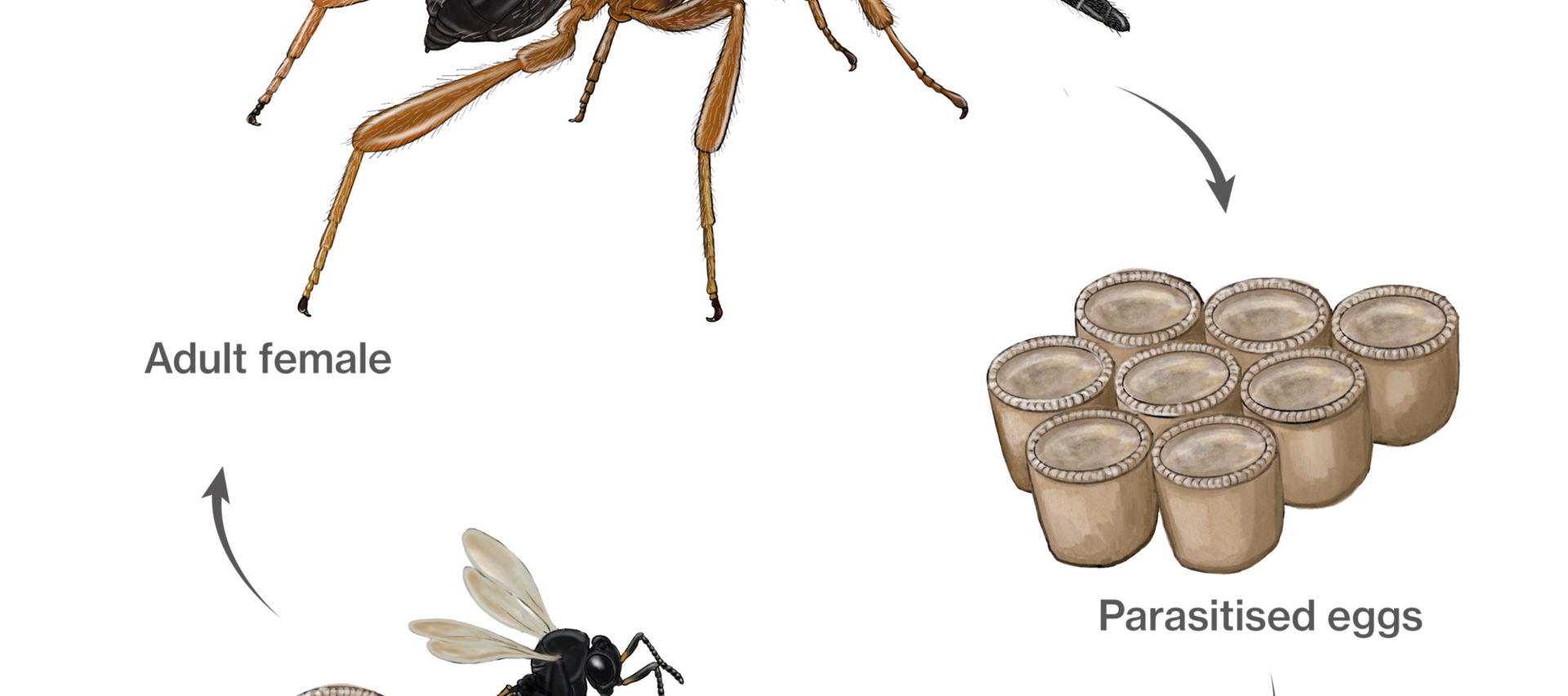 Parasitoid Wasps for Pest Control