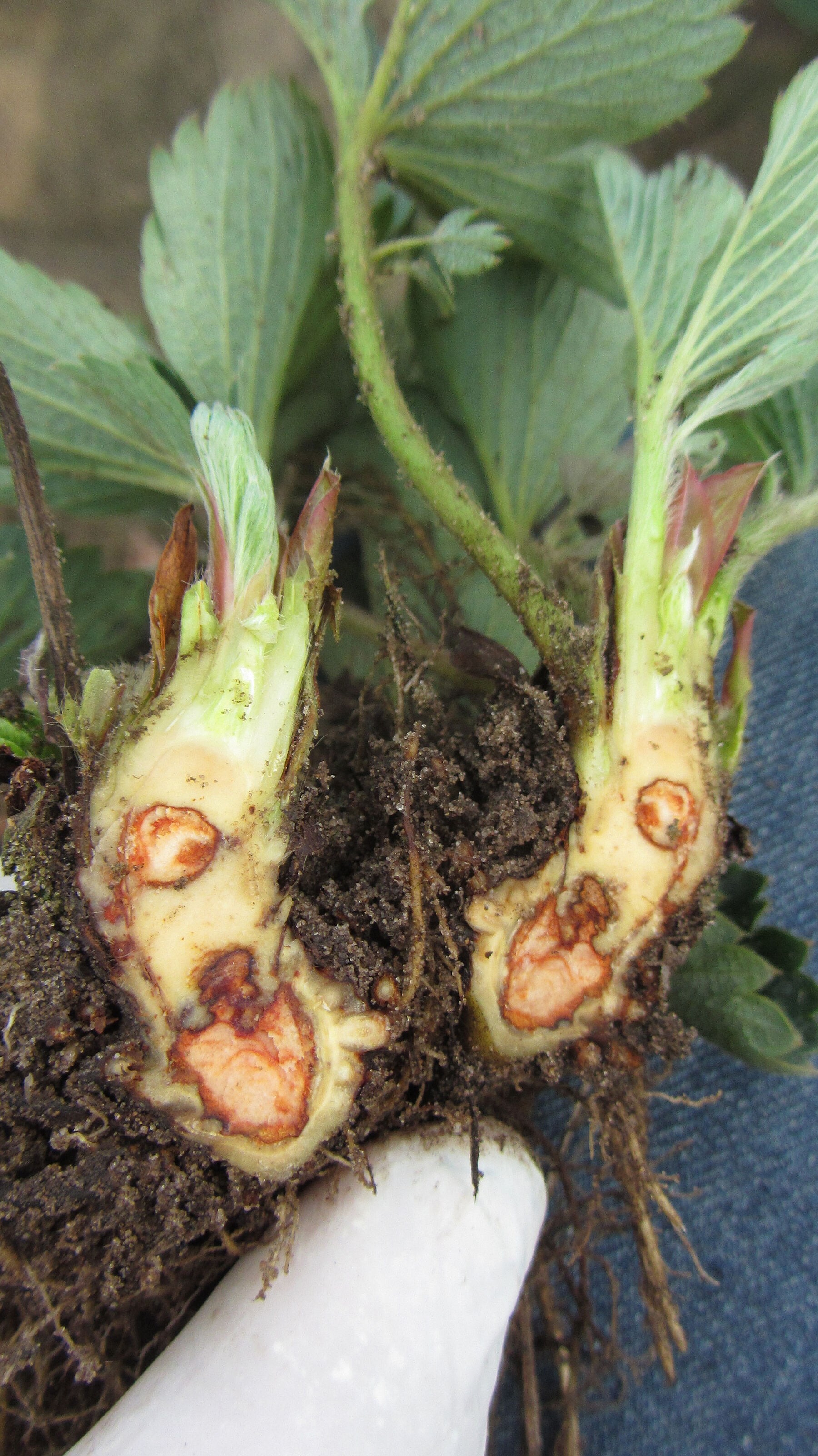 Root and crown rot of strawberry - Prevention, Control and Damage