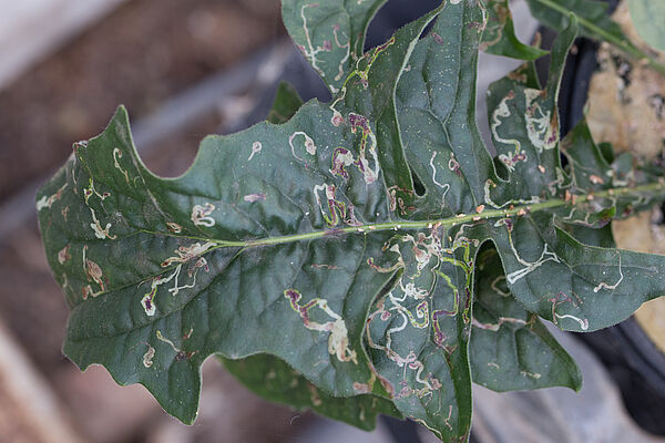 leaf miner uk
