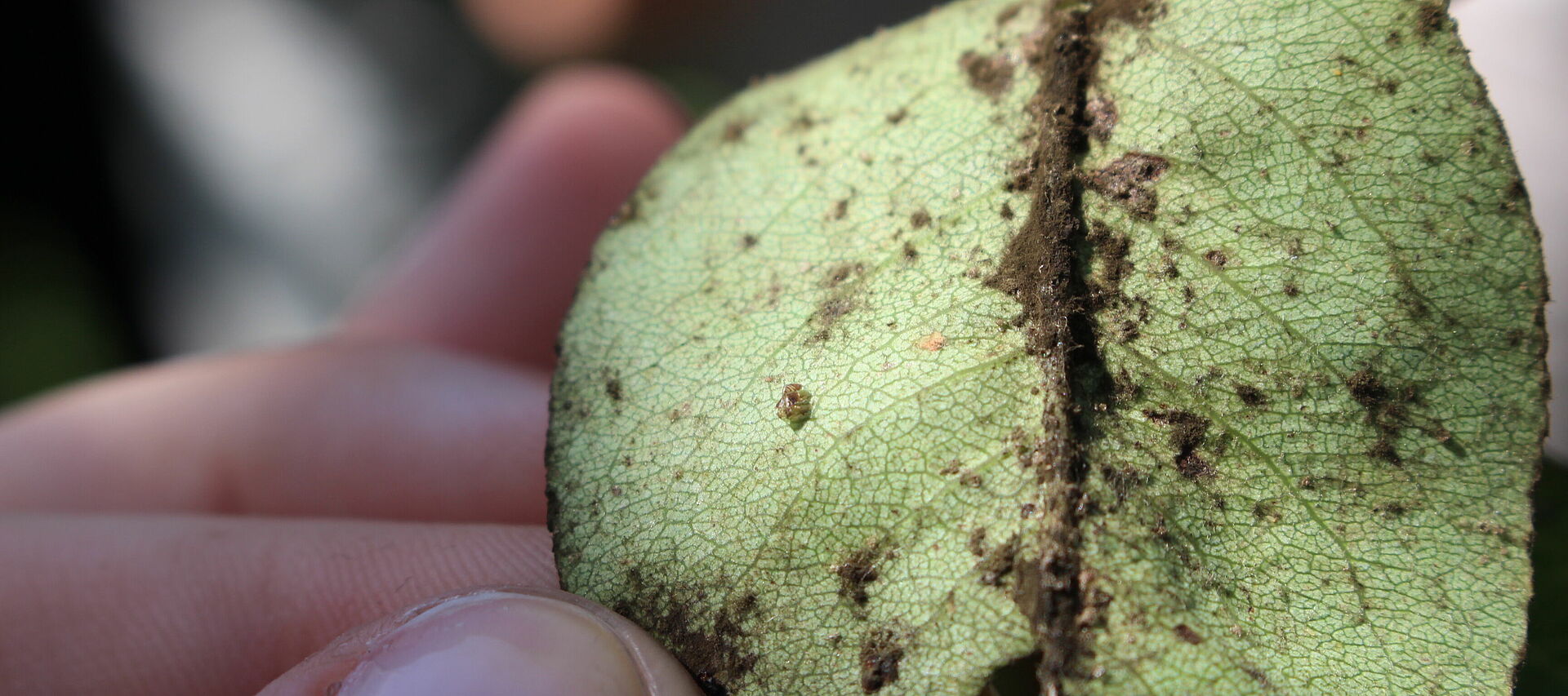 Pear psylla - Biocontrol, Damage and Life Cycle
