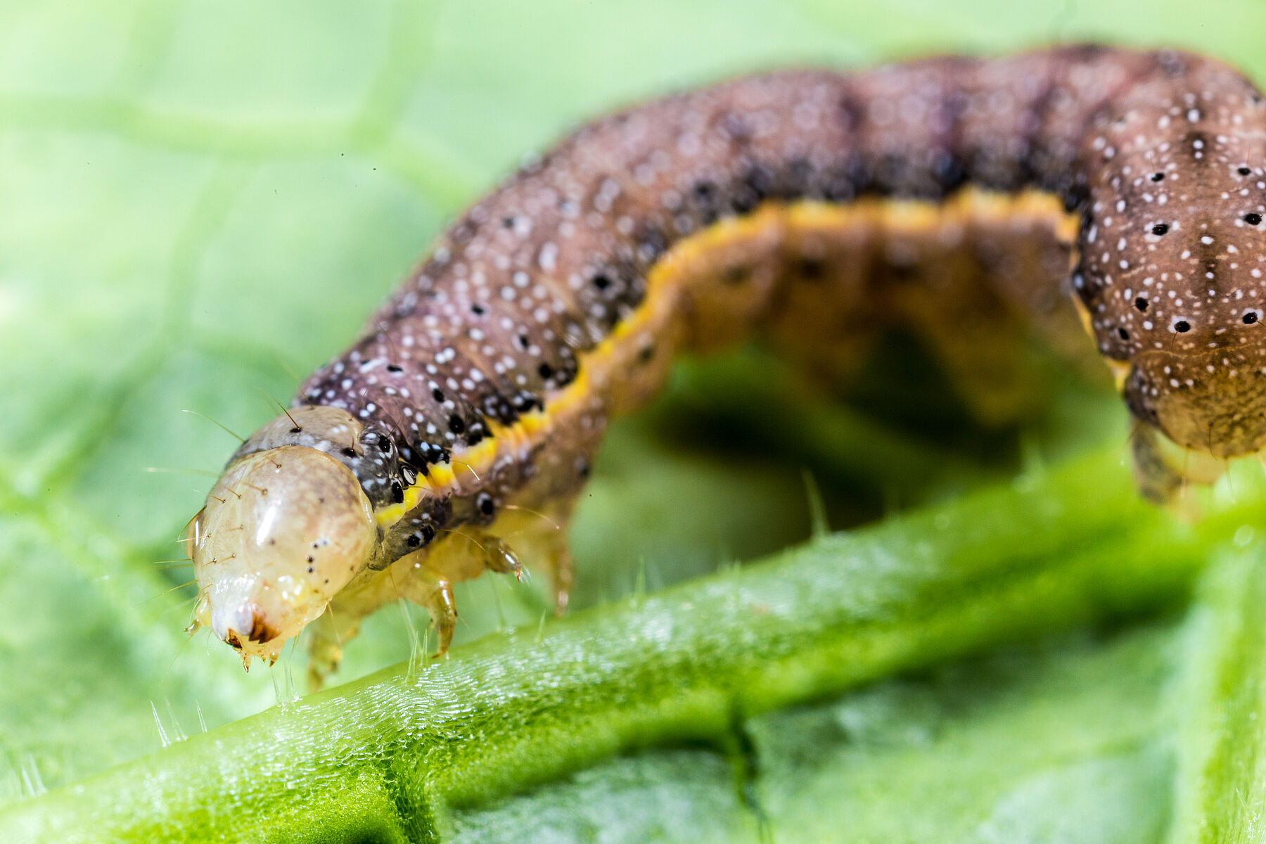 Tomato moth - Biocontrol, Damage and Life Cycle