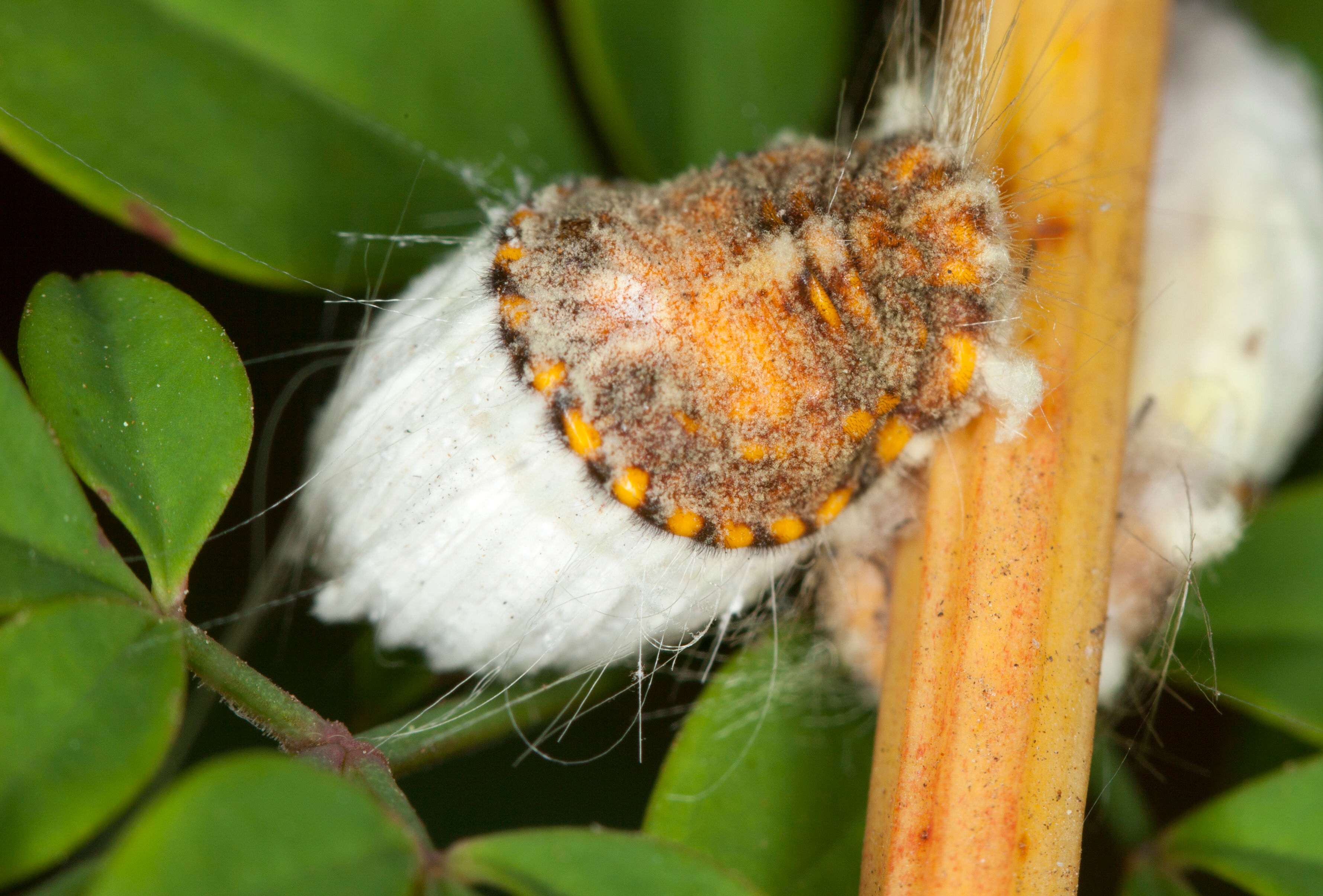 Cottony cushion scale - Biocontrol, Damage and Life Cycle