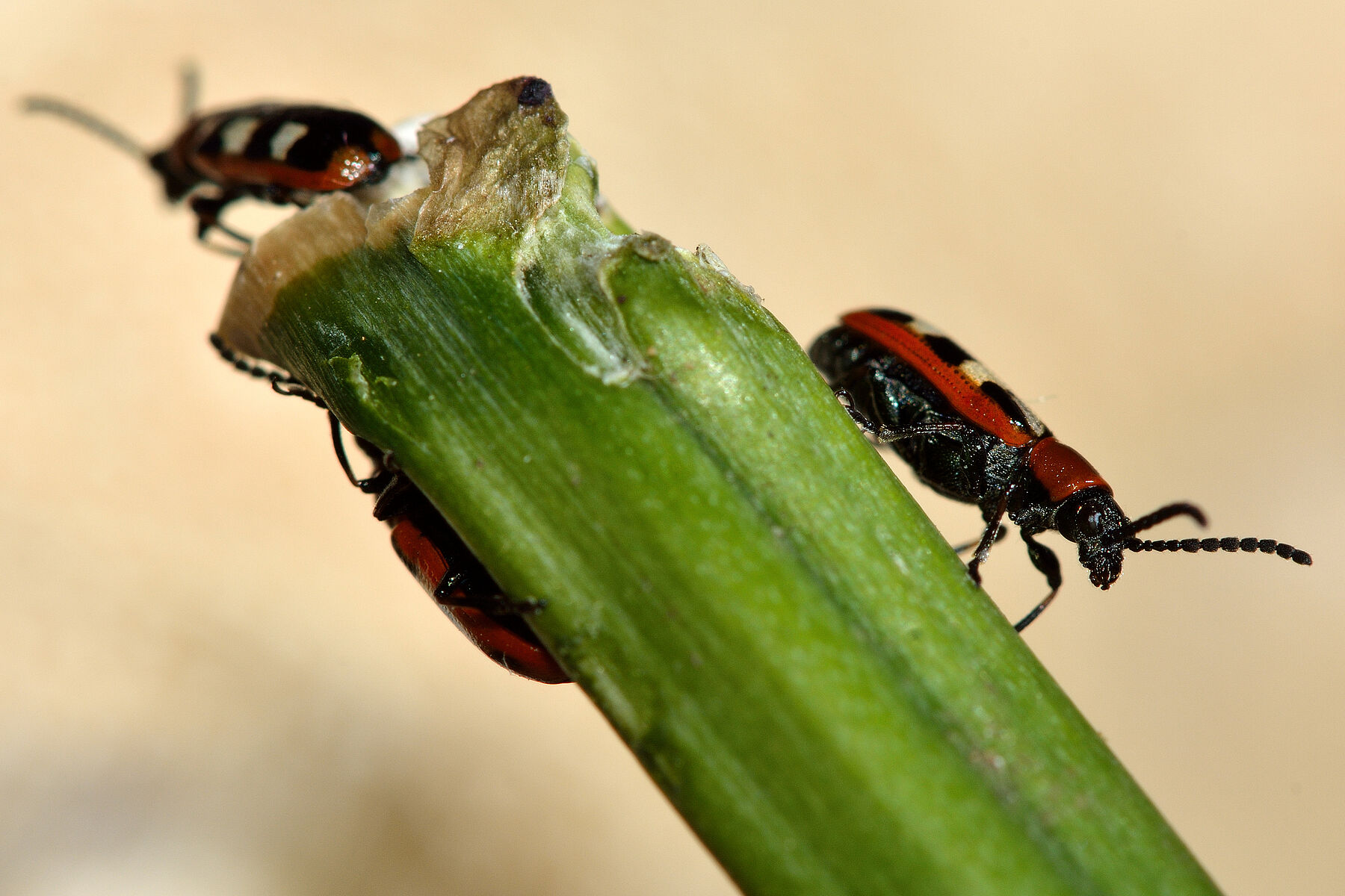 Common asparagus beetle - Biocontrol, Damage and Life Cycle