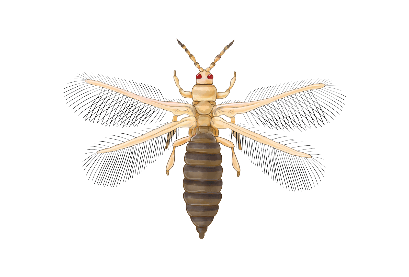 Thrips - Biocontrol, Damage and Life Cycle