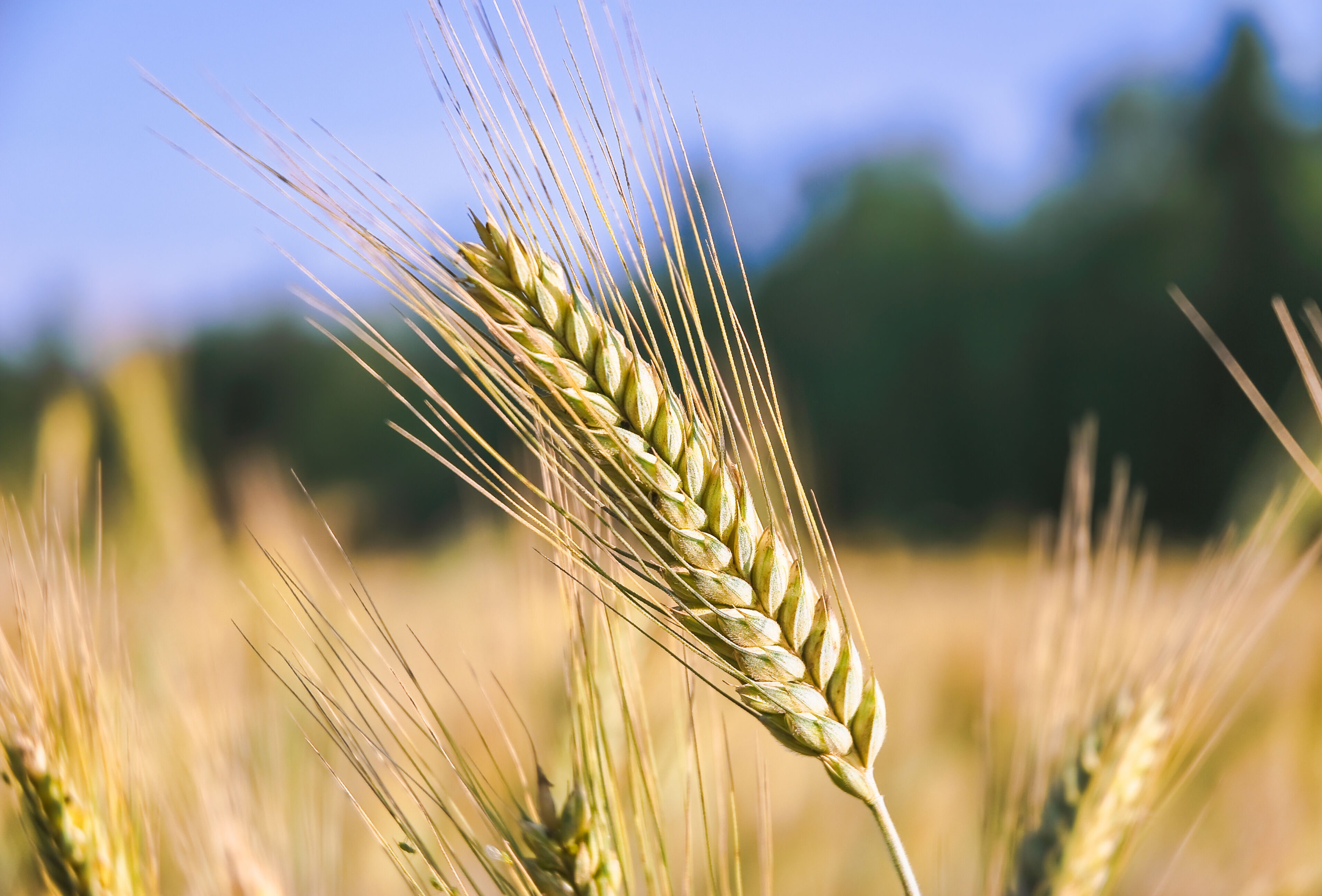 Crops Overview - Crop Protection and Pollination for Horticulture and ...