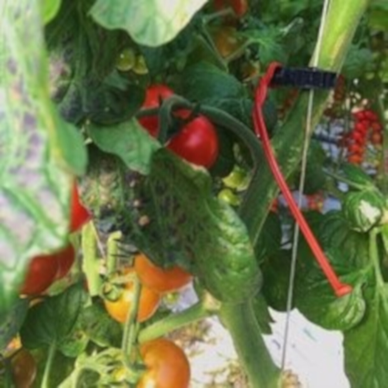 Isonet T for Tuta absoluta | Koppert UK