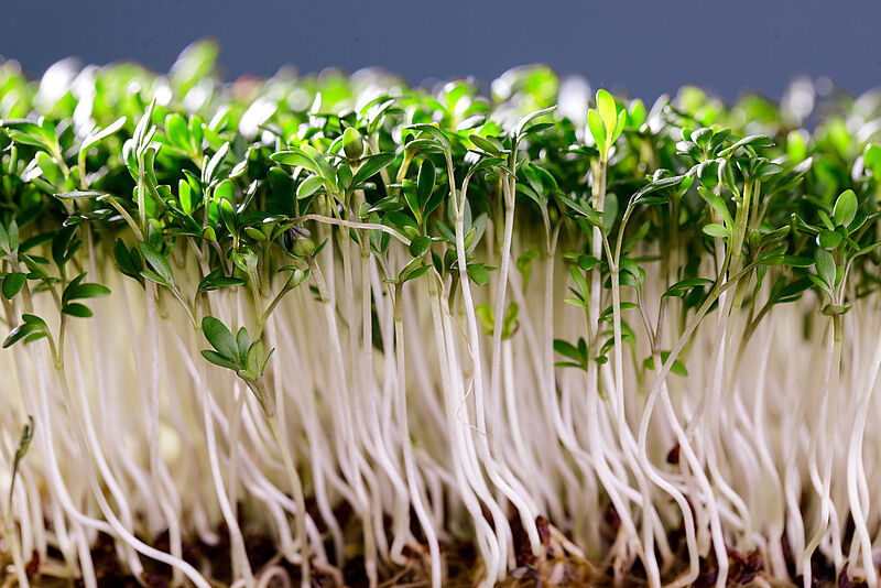 Cress | Koppert UK