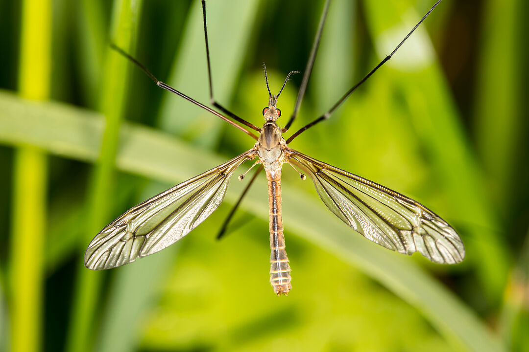 crane fly uk