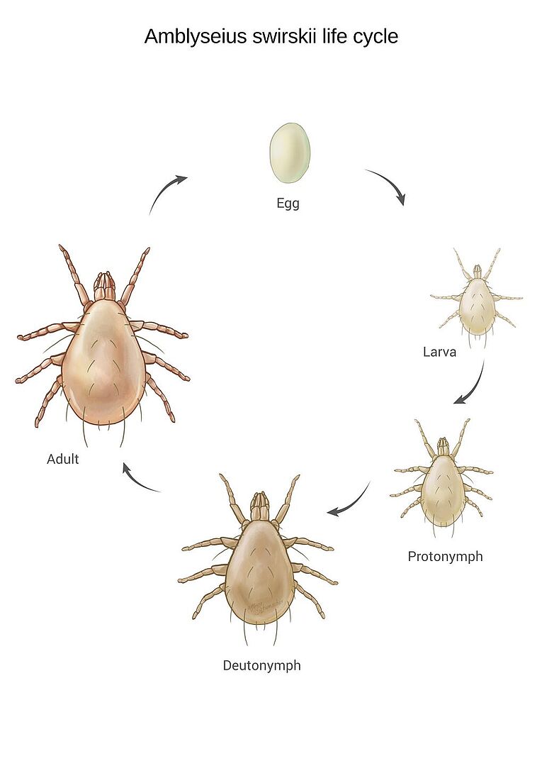 Bird Mites Life Cycle You Might Have Mites On Your Backyard Chickens