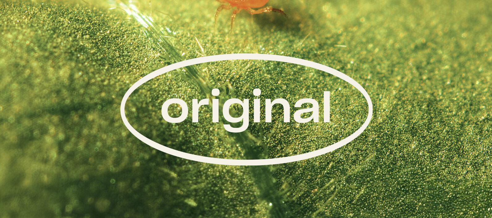 Nothing Beats Original Predatory Mites from Koppert