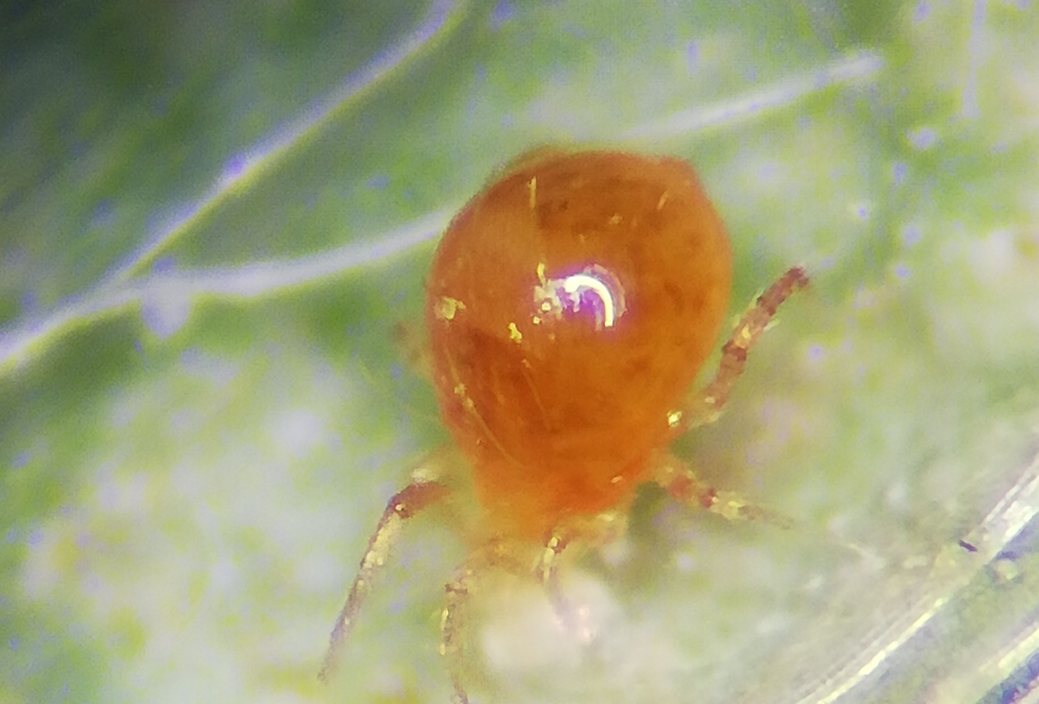 The Spidex®-Spical® dual solution to spider mite control in glasshouse ...