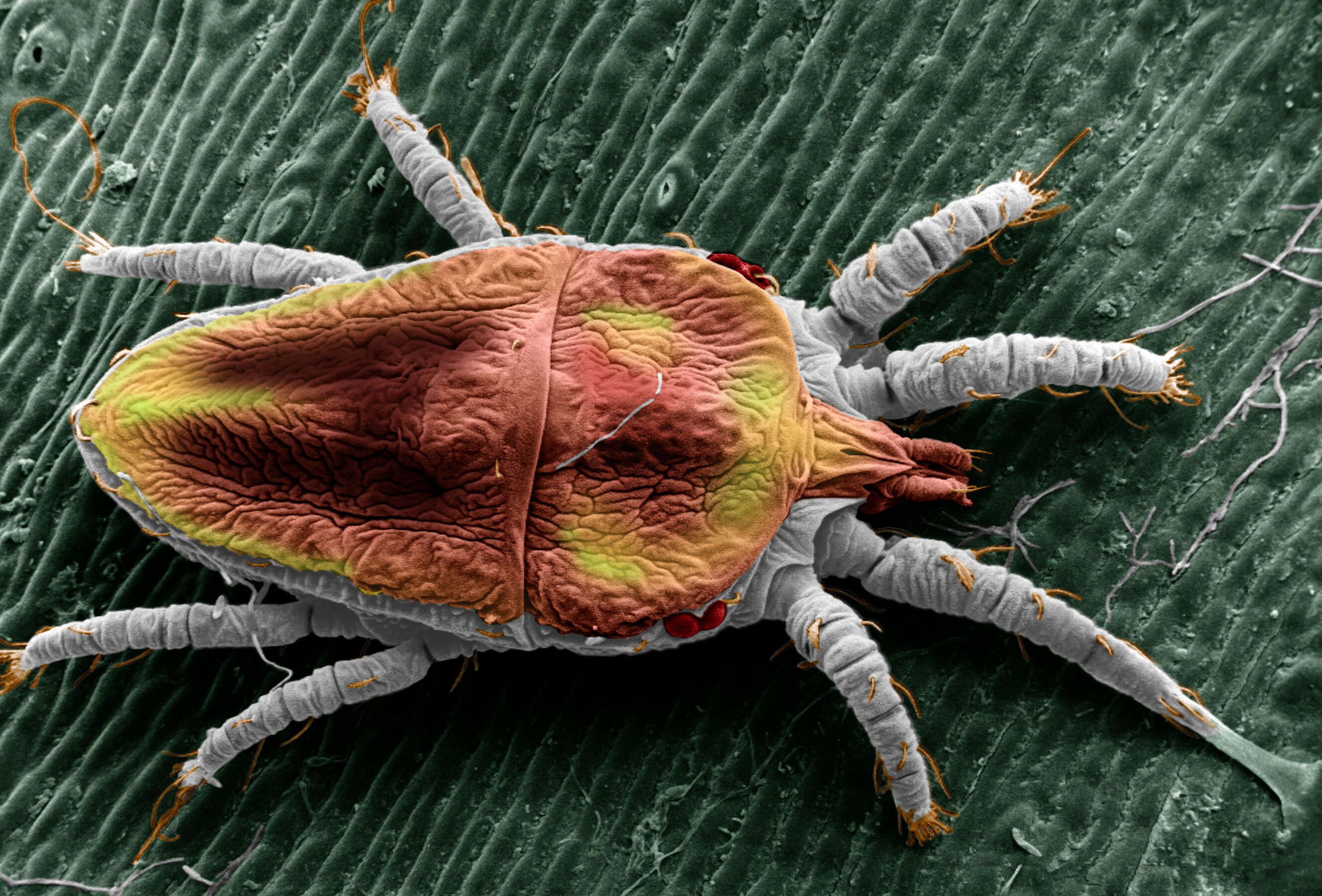 False spider mites - Biocontrol, Damage and Life Cycle