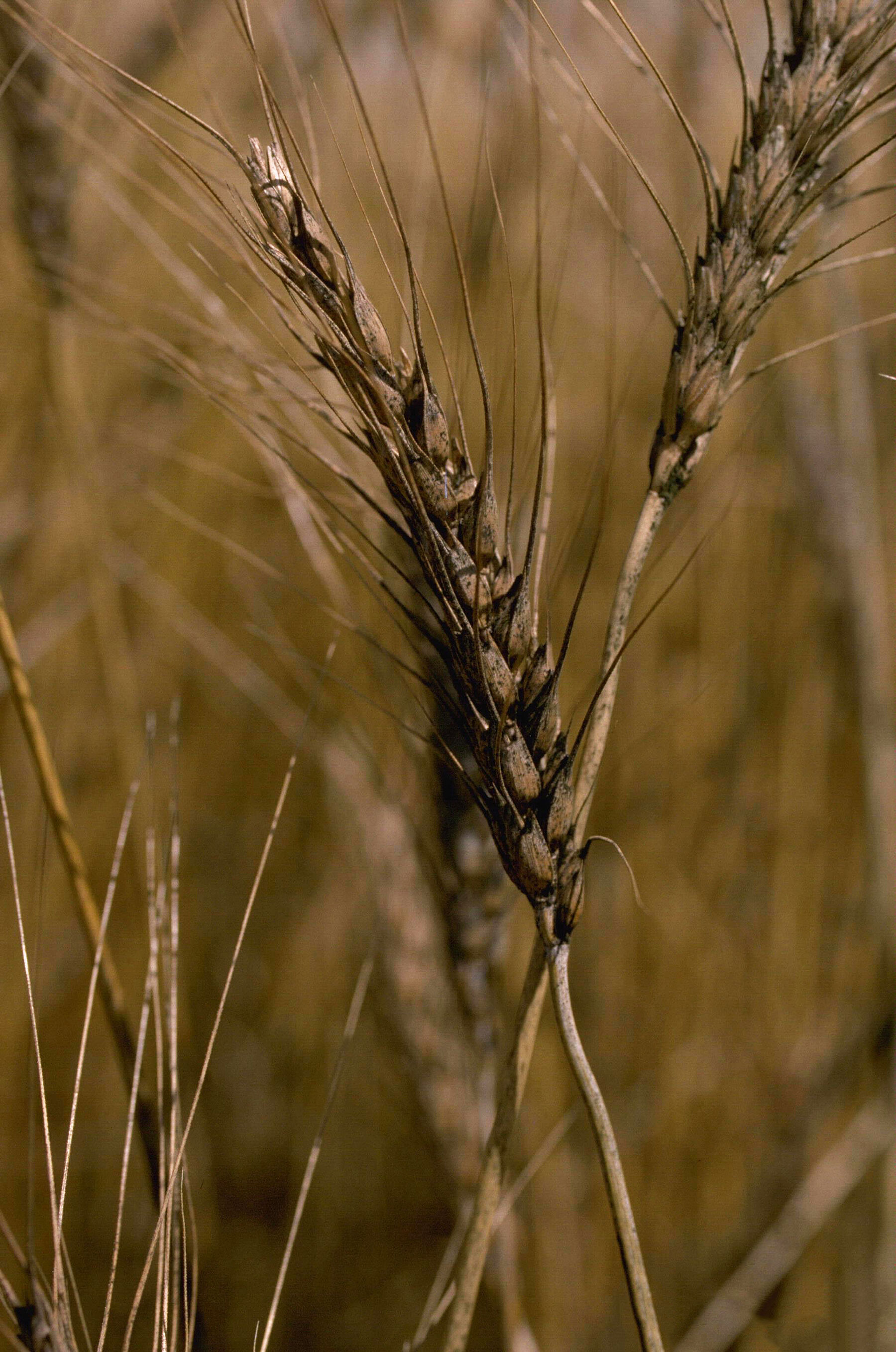 Fusarium head blight or scab - Prevention, Control and Damage