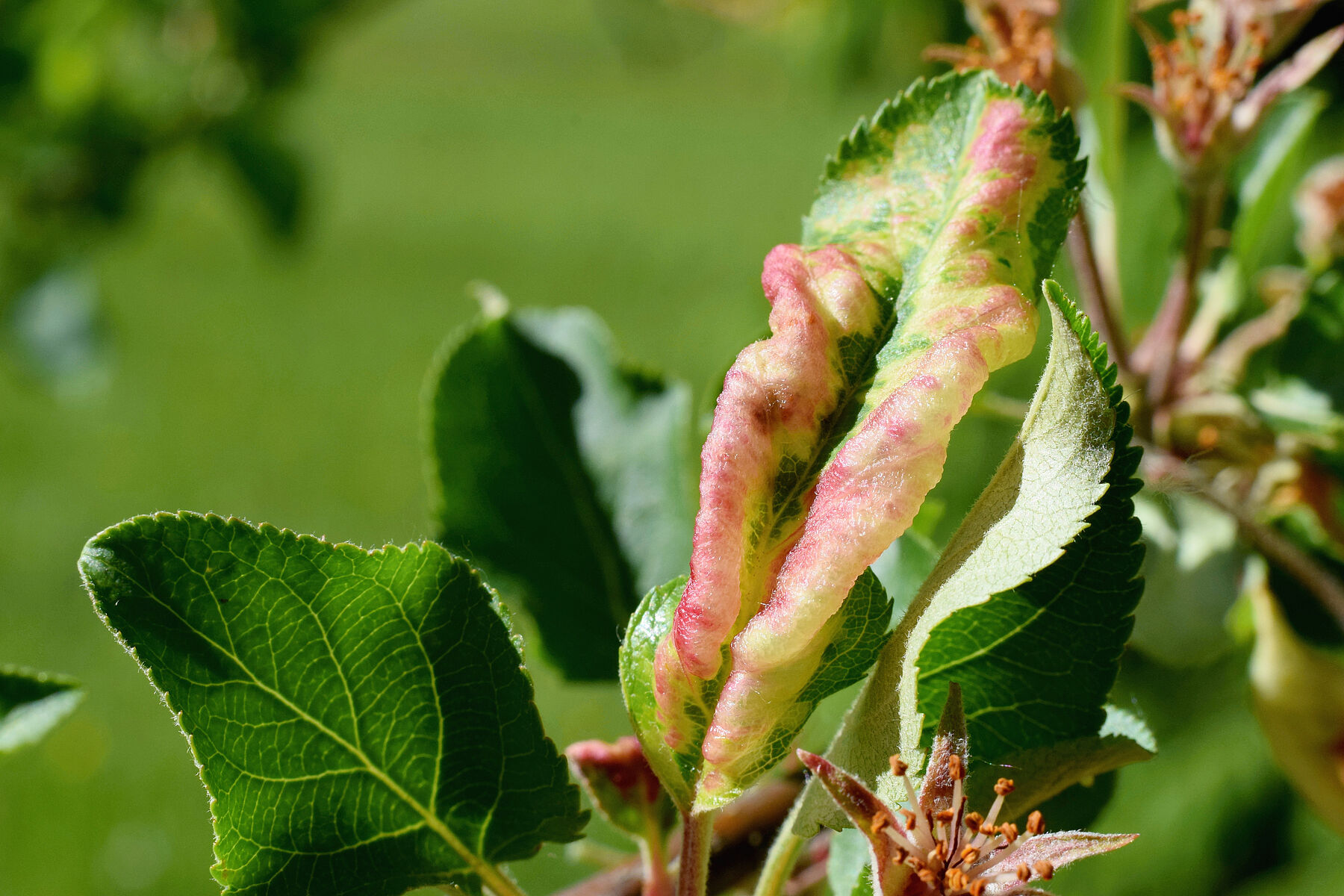 Apple rosy aphid - Biocontrol, Damage and Life Cycle